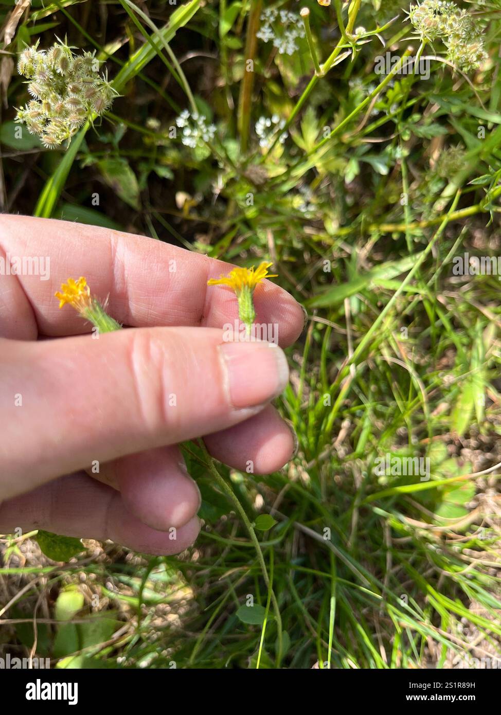common hawkweed (Hieracium lachenalii Stock Photo - Alamy