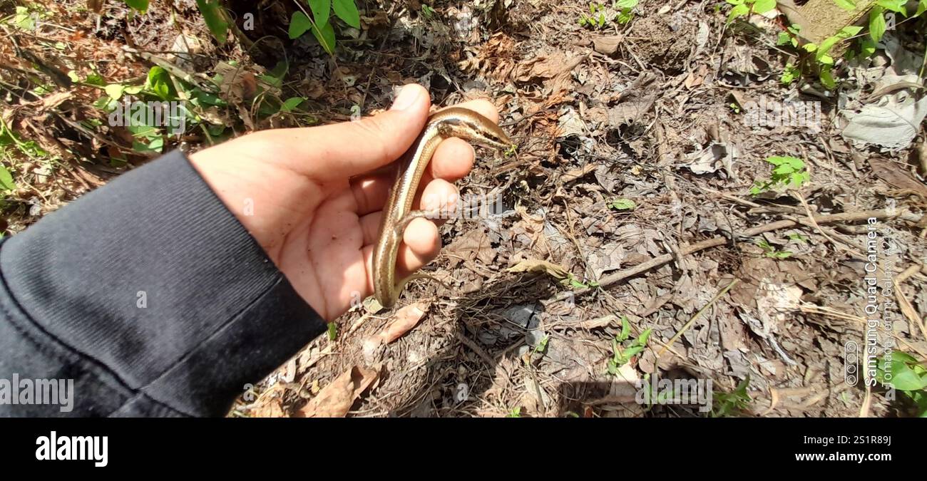 Central American Mabuya (Marisora unimarginata Stock Photo - Alamy