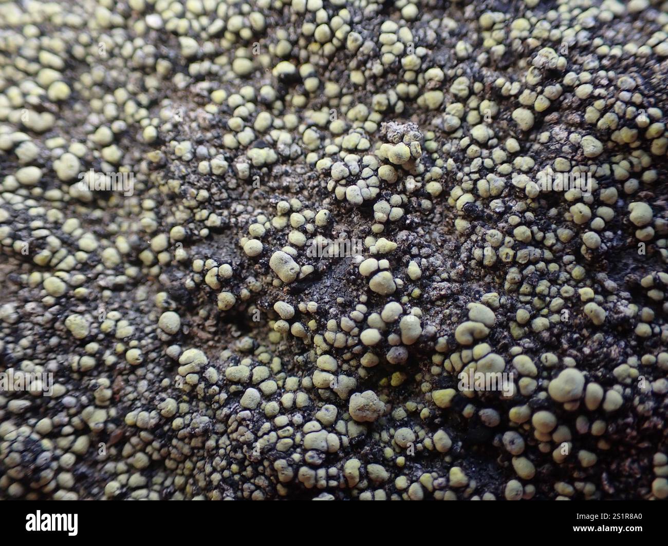 common lichens (Lecanoromycetes Stock Photo - Alamy