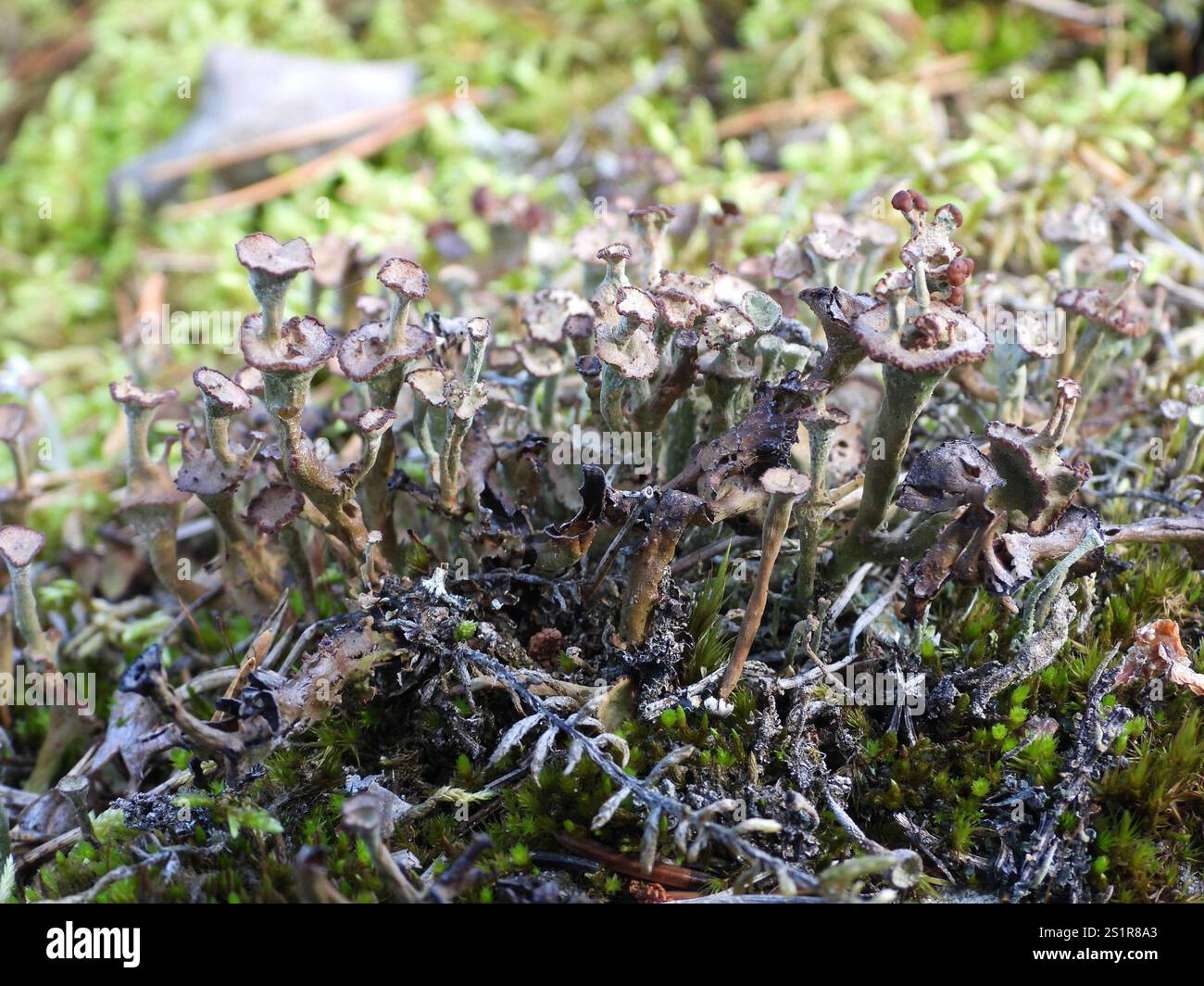 Bronzed Pixie Lichen (Cladonia gracilis turbinata Stock Photo - Alamy
