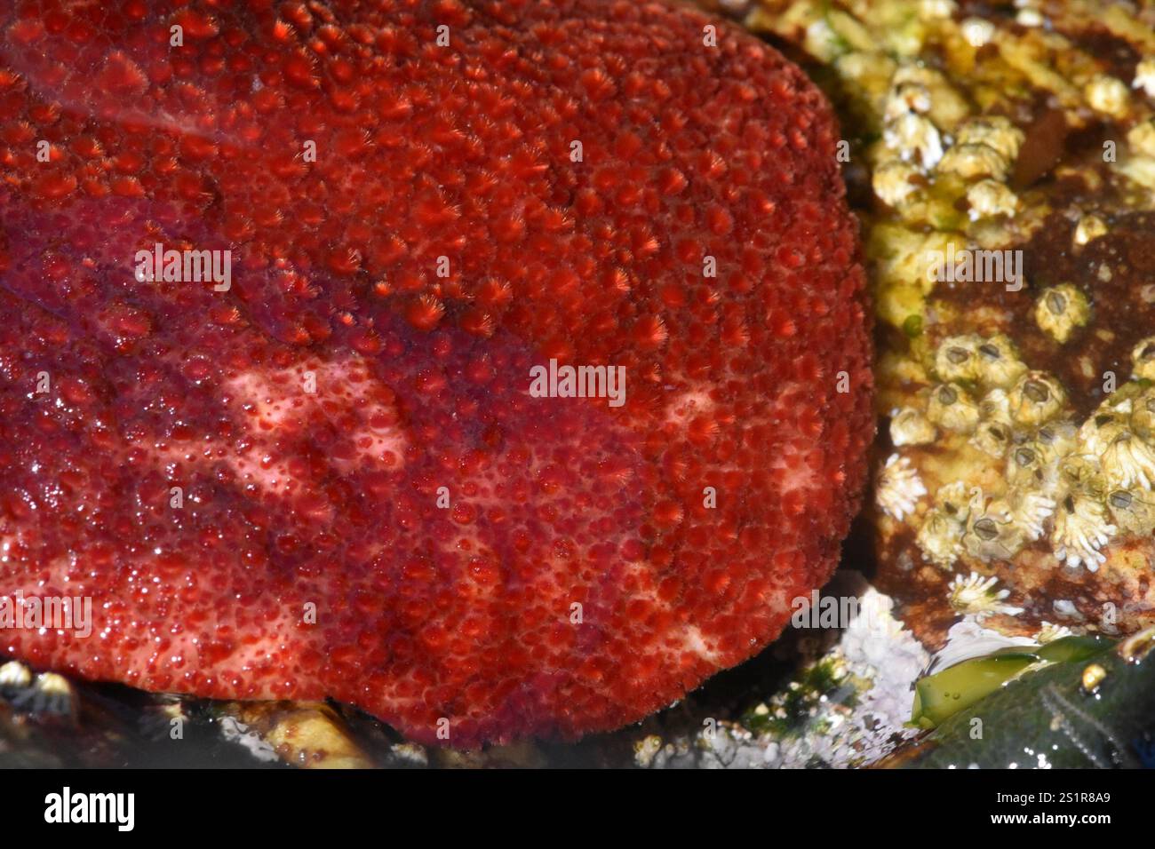 Gumboot Chiton (Cryptochiton stelleri Stock Photo - Alamy