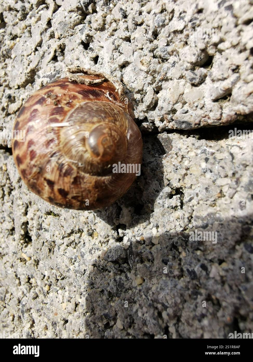Garden Snail (Cornu aspersum Stock Photo - Alamy