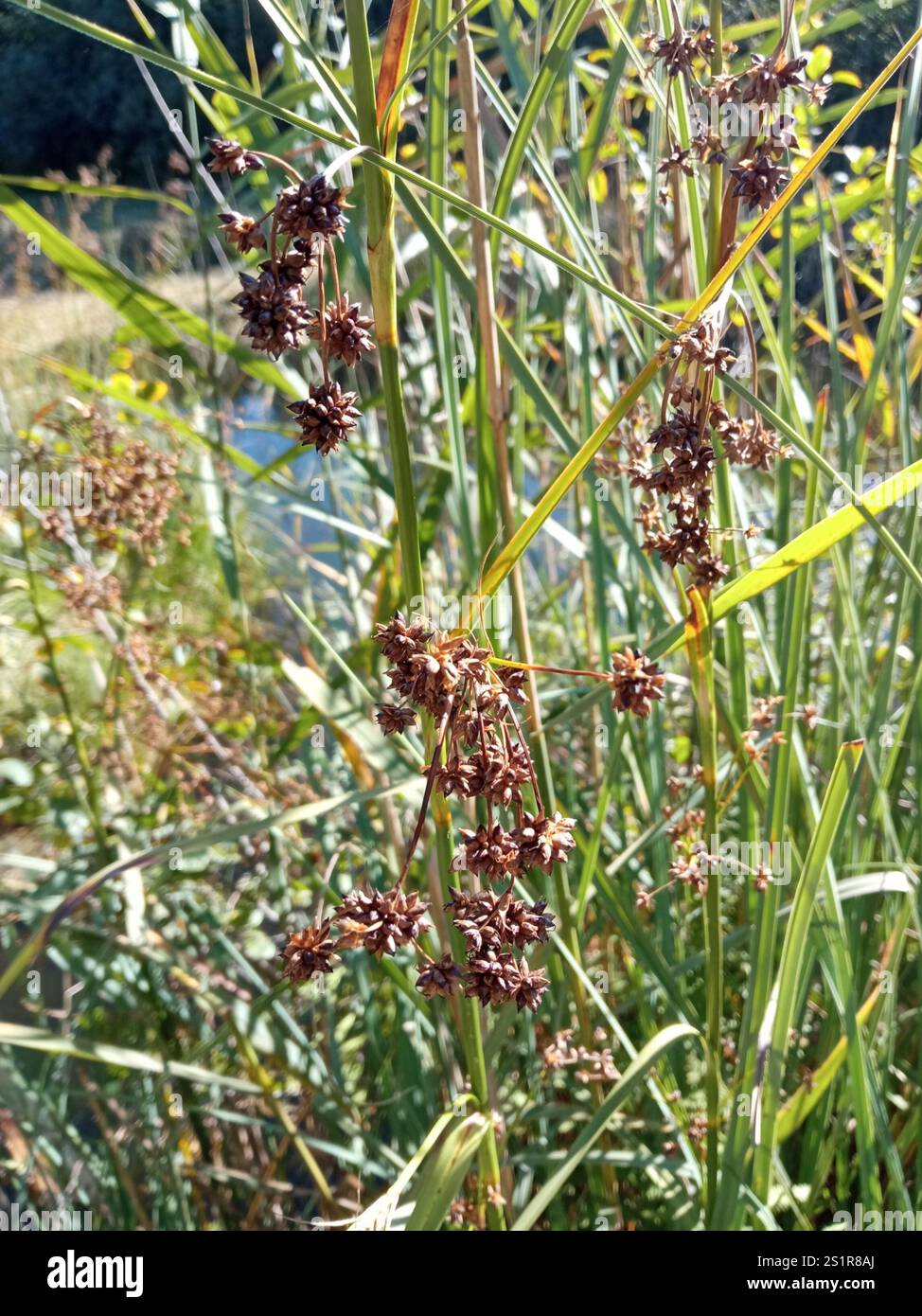 Swamp Sawgrass (Cladium mariscus Stock Photo - Alamy