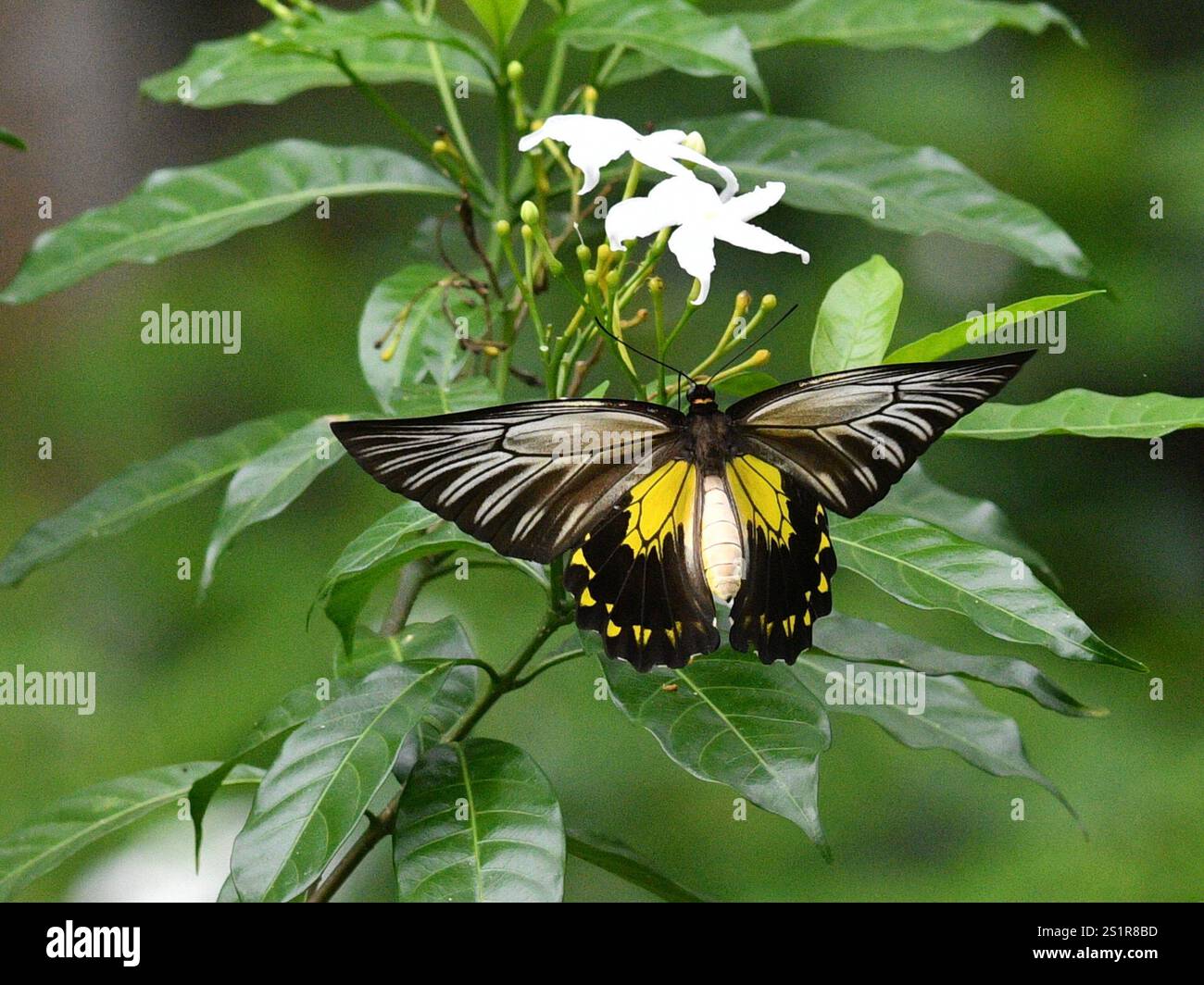 Malayan Birdwing (Troides amphrysus Stock Photo - Alamy