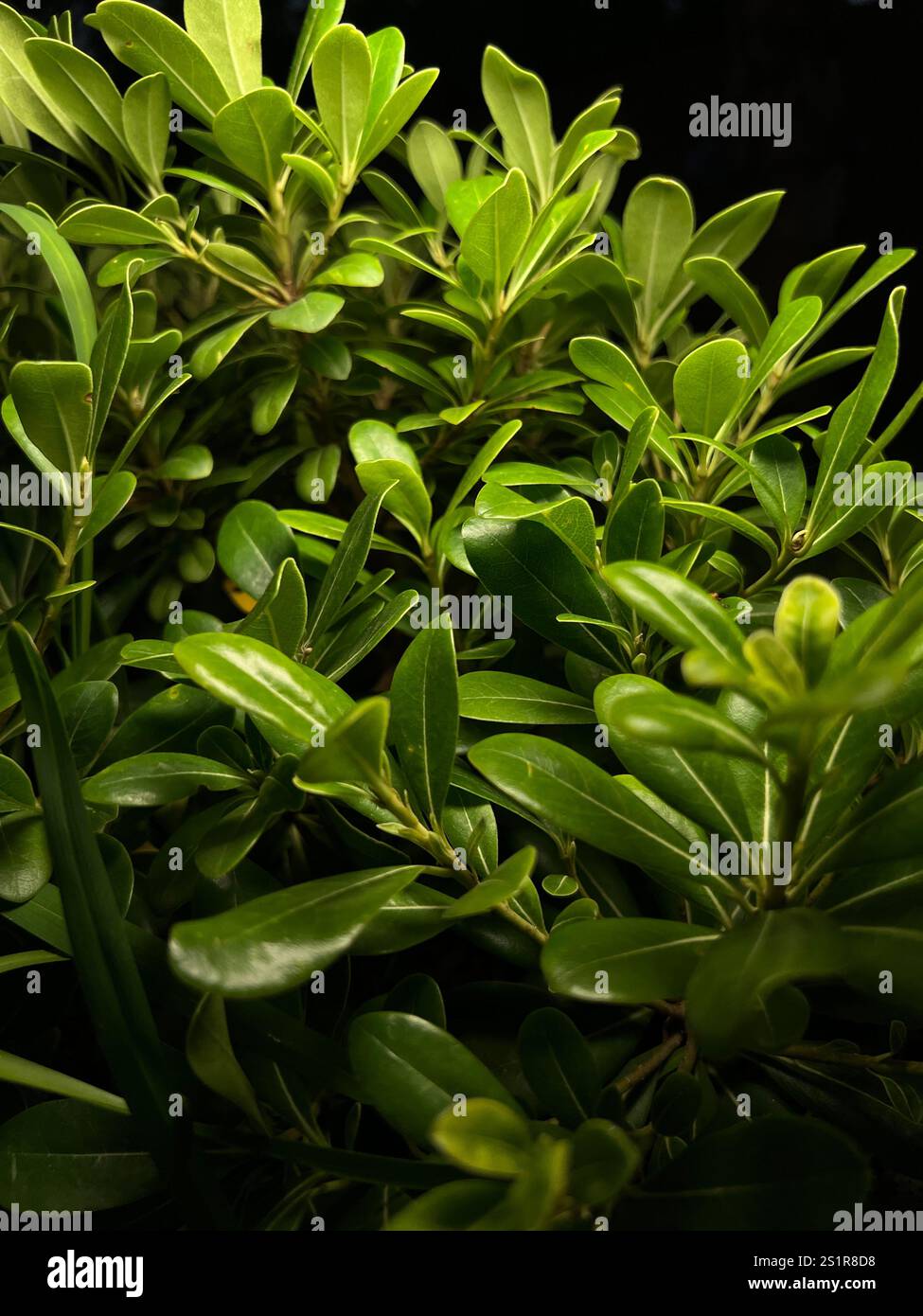 Cluster of green leaves with glossy texture in close-up Stock Photo - Alamy