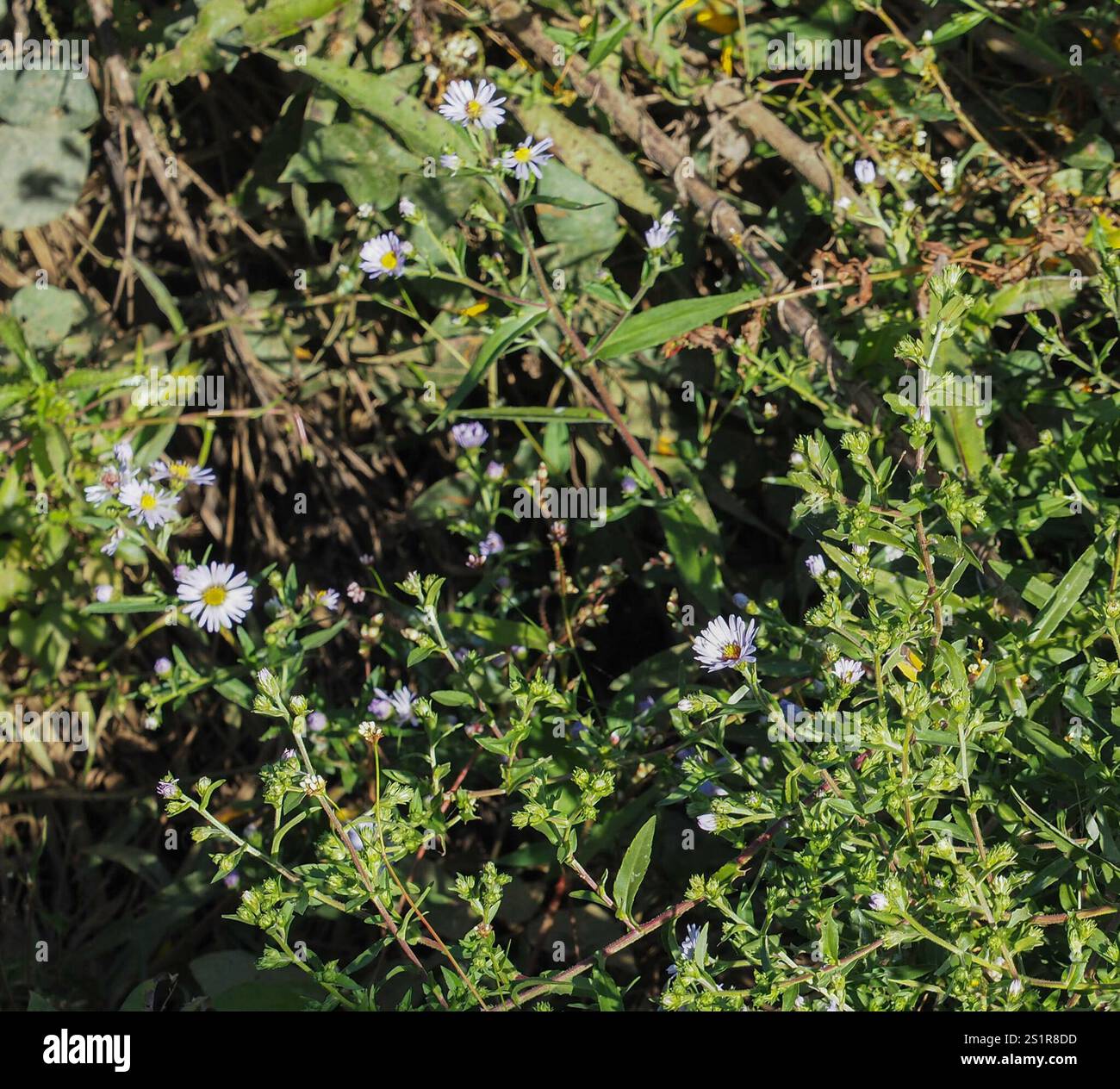 swamp aster (Symphyotrichum puniceum Stock Photo - Alamy