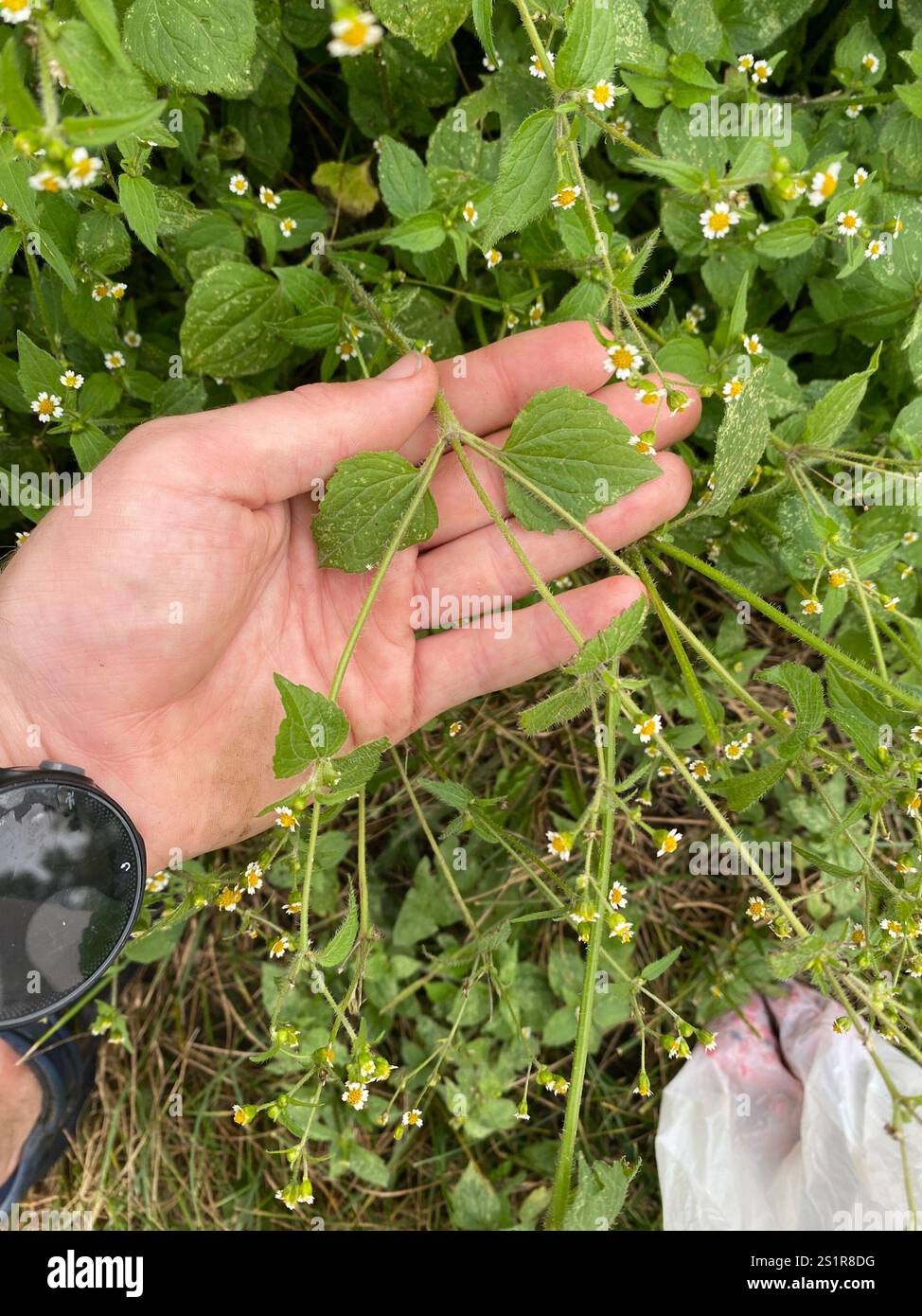 shaggy soldier (Galinsoga quadriradiata Stock Photo - Alamy