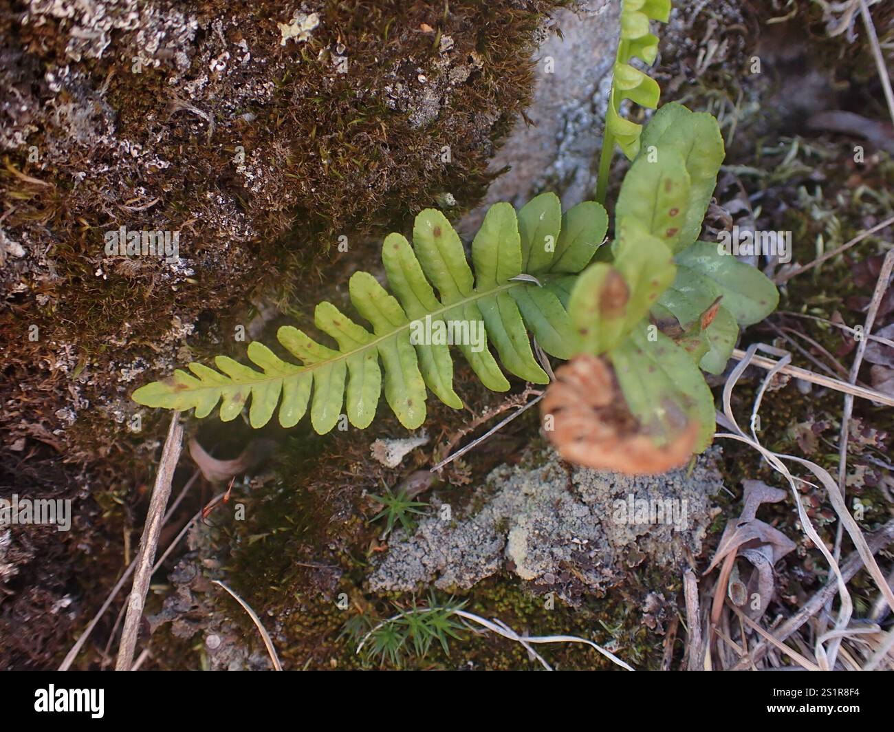 western polypody (Polypodium hesperium Stock Photo - Alamy