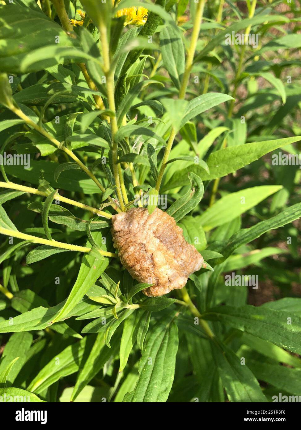 Chinese Mantis (Tenodera sinensis Stock Photo - Alamy