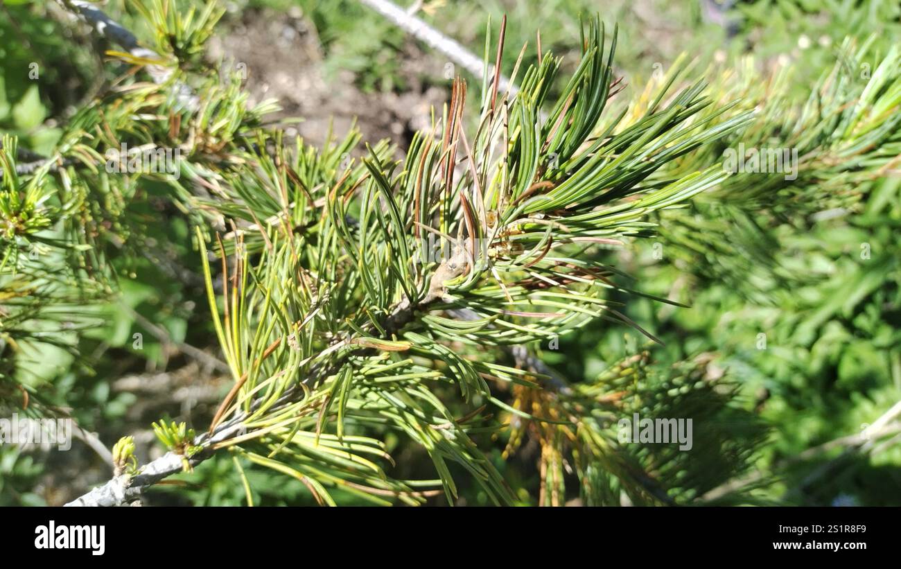 limber pine (Pinus flexilis Stock Photo - Alamy