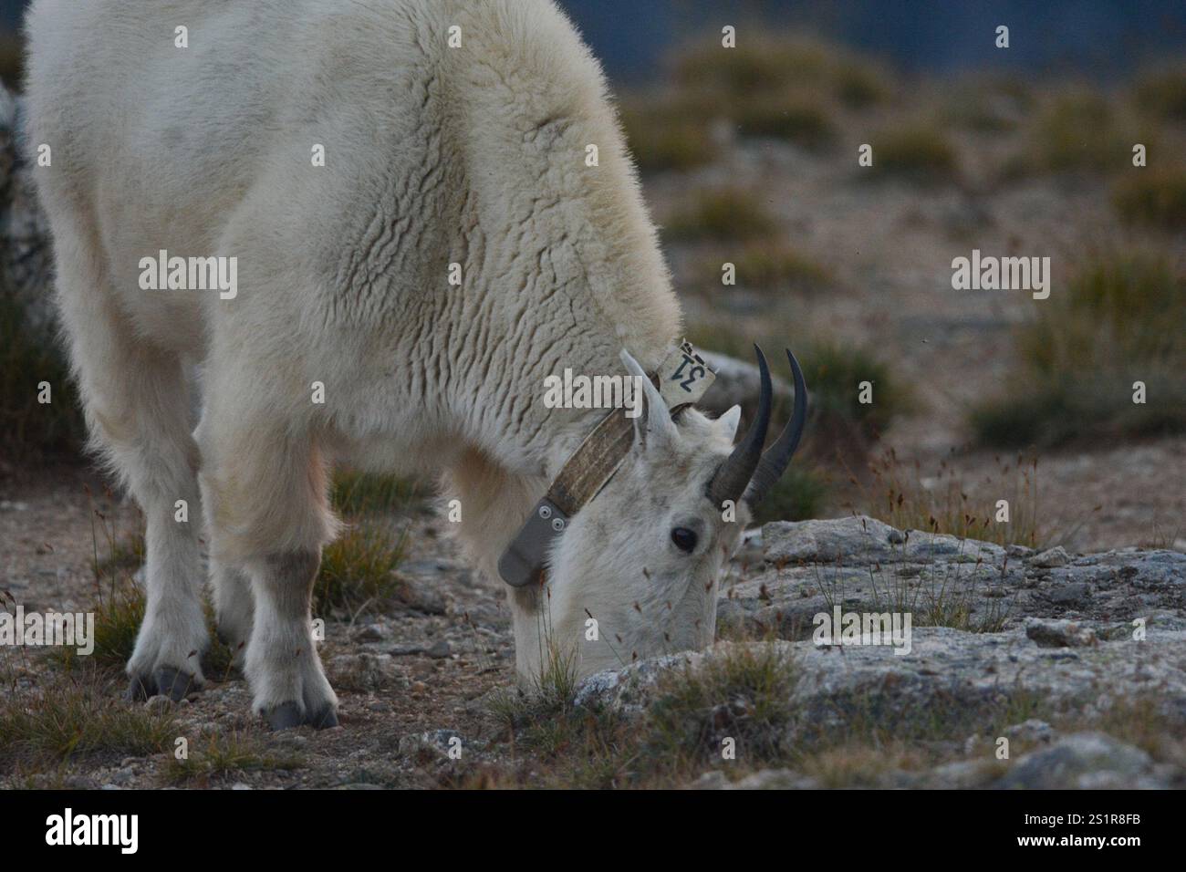 Mountain Goat (Oreamnos americanus Stock Photo - Alamy