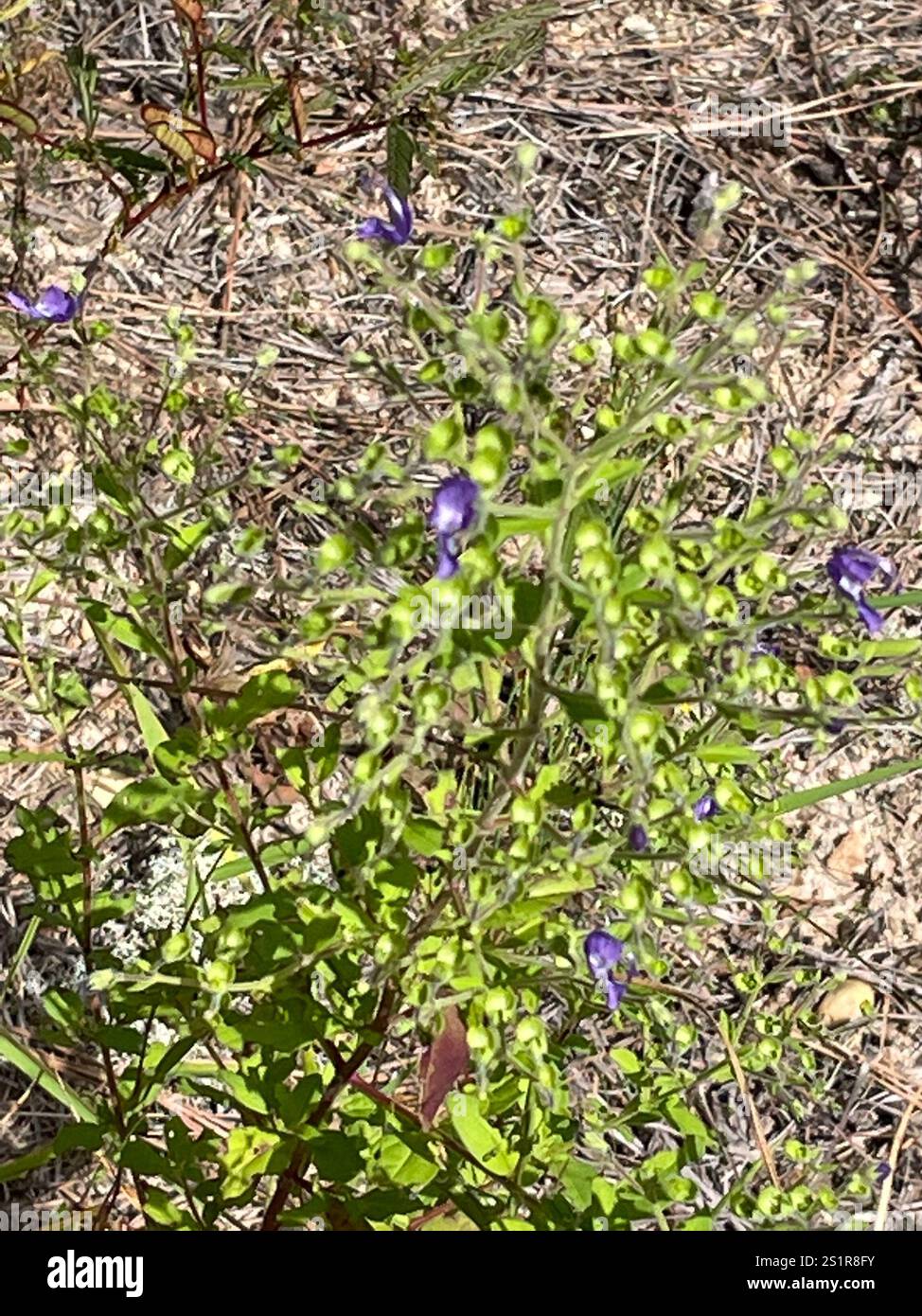 Blue Curls (Trichostema dichotomum Stock Photo - Alamy