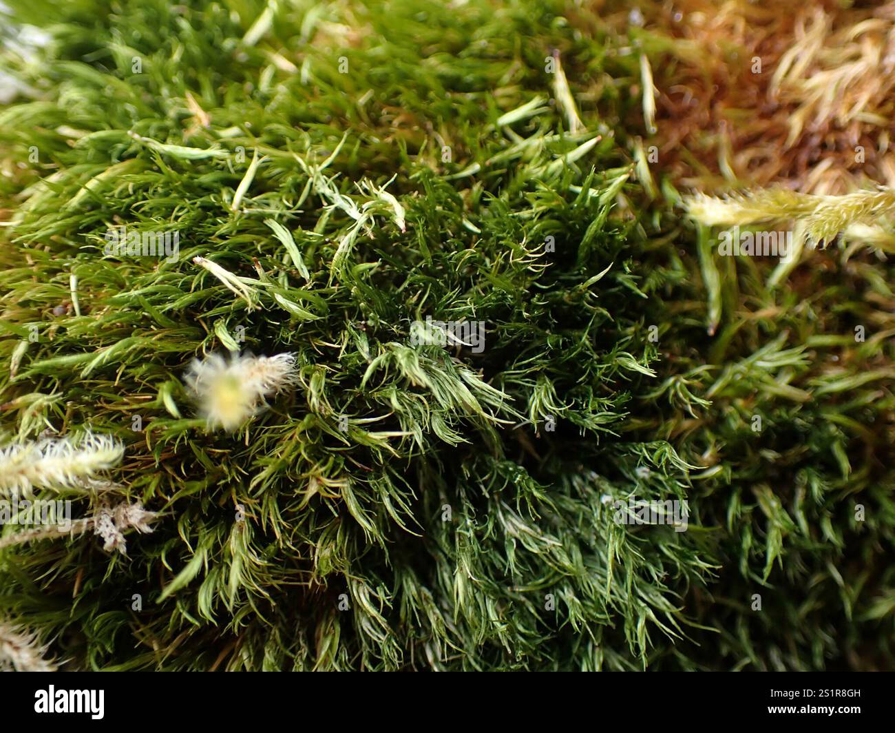 Howell's Dicranum Moss (Dicranum howellii Stock Photo - Alamy