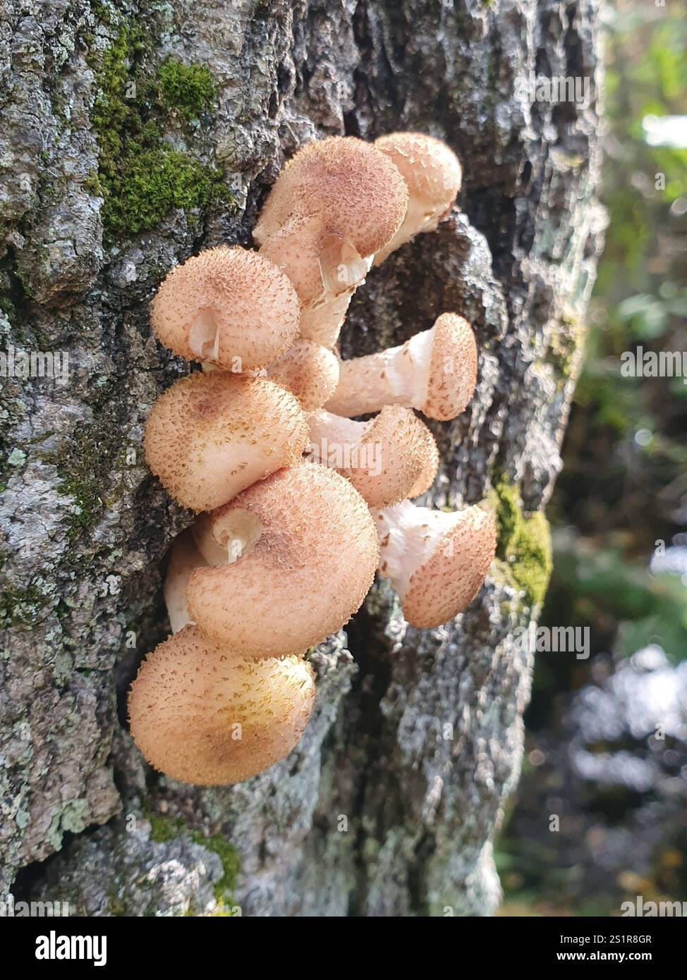 honey mushrooms (Armillaria Stock Photo - Alamy