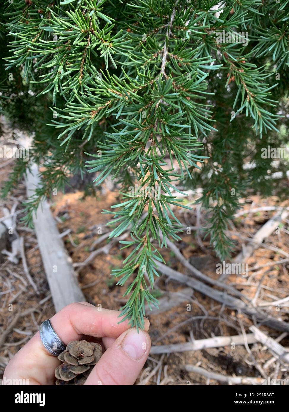 mountain hemlock (Tsuga mertensiana Stock Photo - Alamy