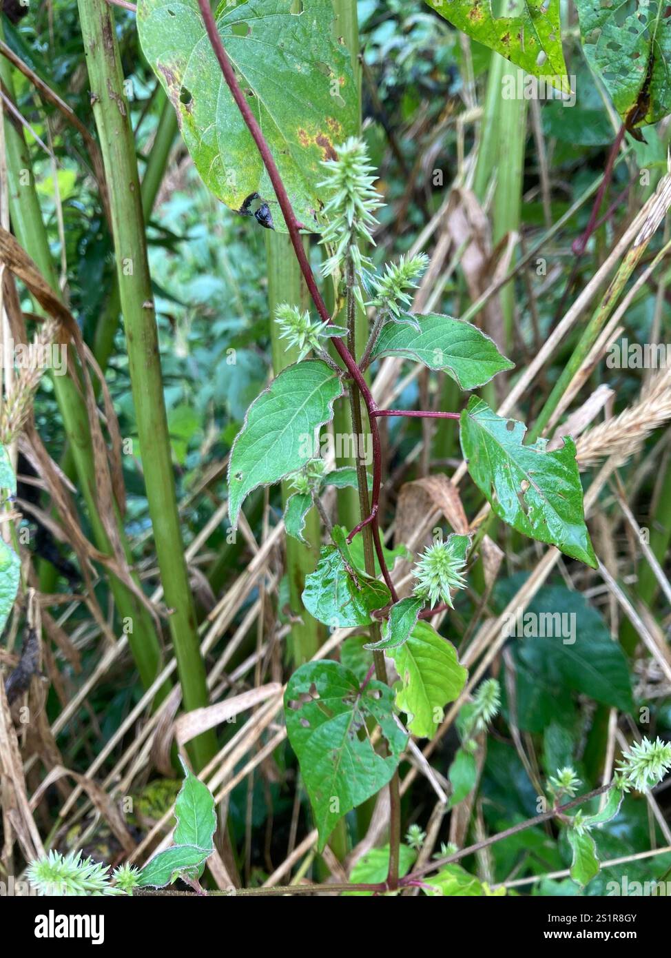 Japanese Chaff Flower (Achyranthes japonica Stock Photo - Alamy