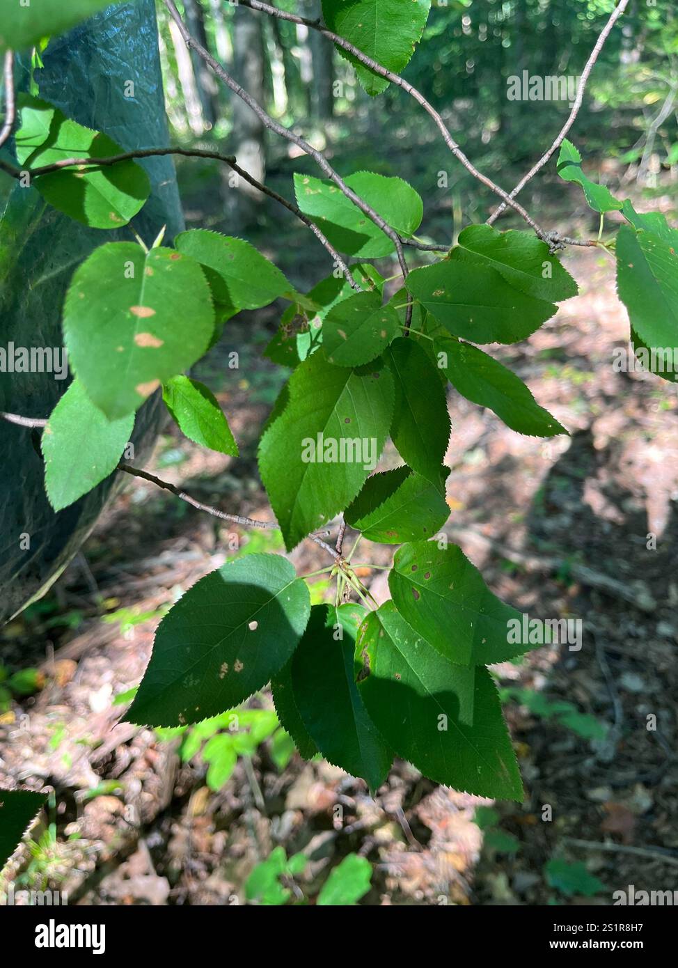 common serviceberry (Amelanchier arborea Stock Photo - Alamy