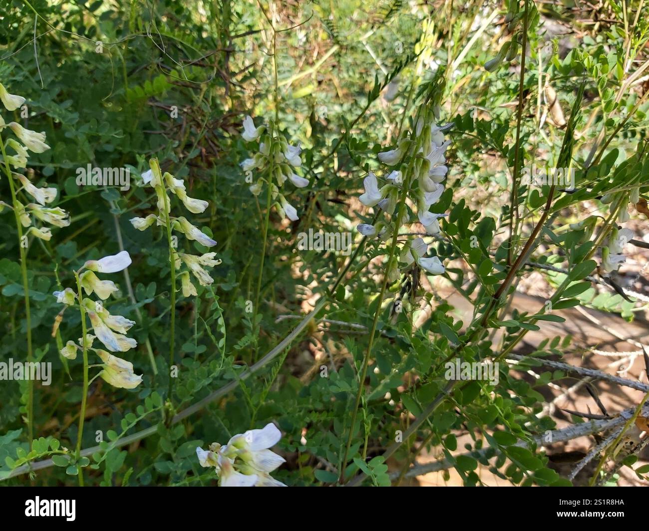 Wood Vetch (Vicia sylvatica Stock Photo - Alamy