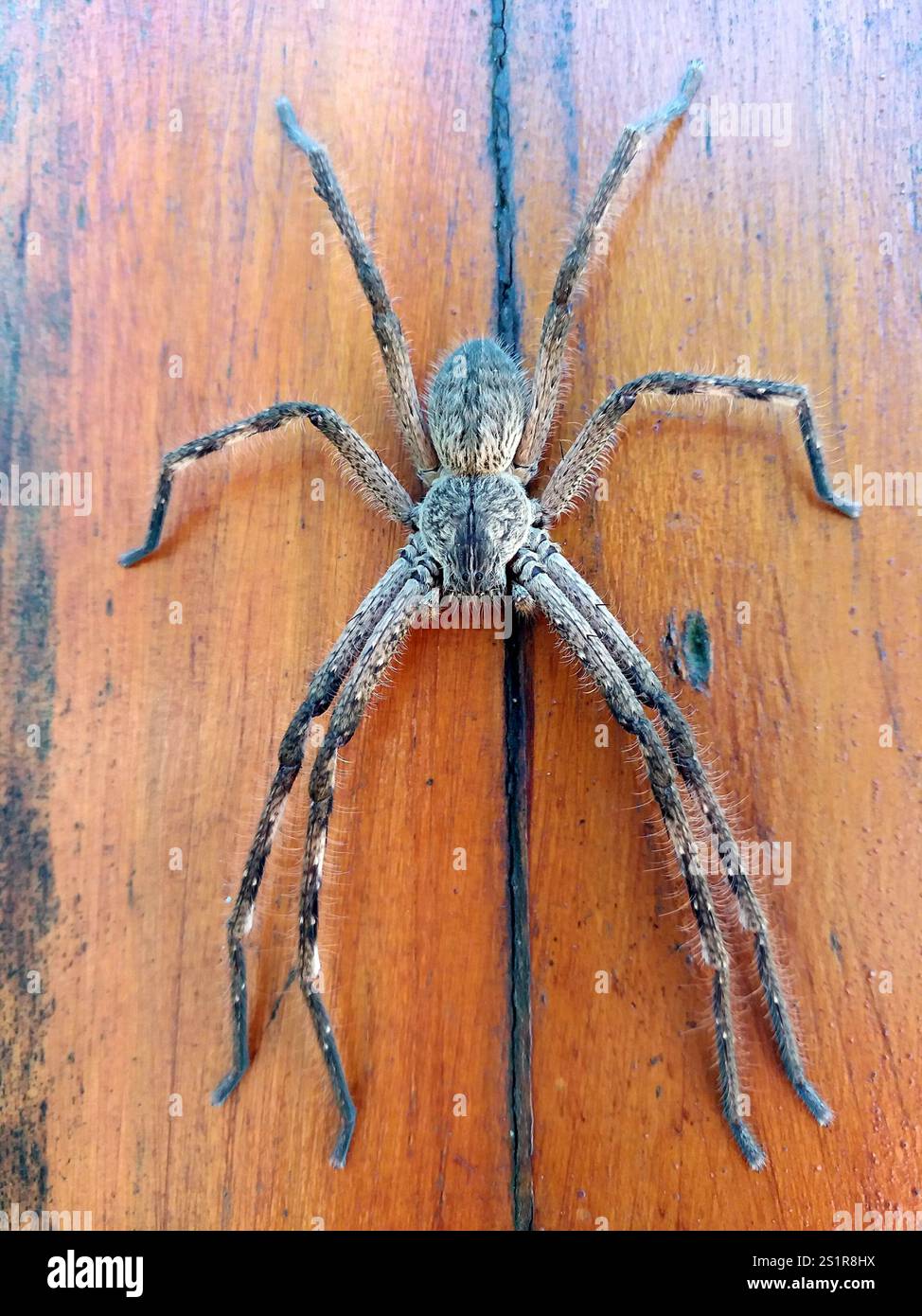 Palystes spider hi-res stock photography and images - Alamy