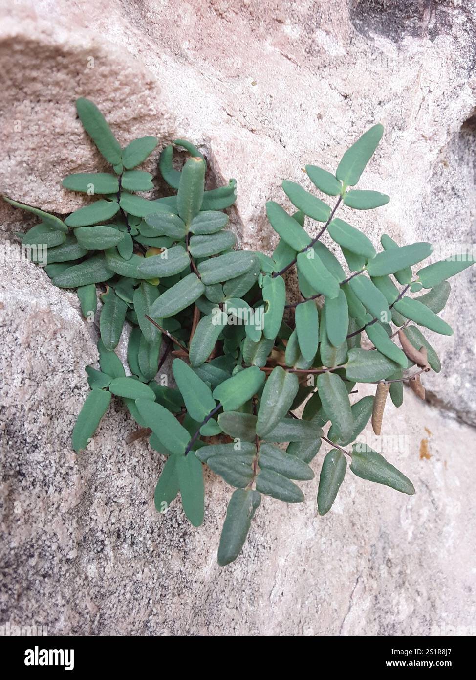 smooth cliffbrake (Pellaea glabella Stock Photo - Alamy