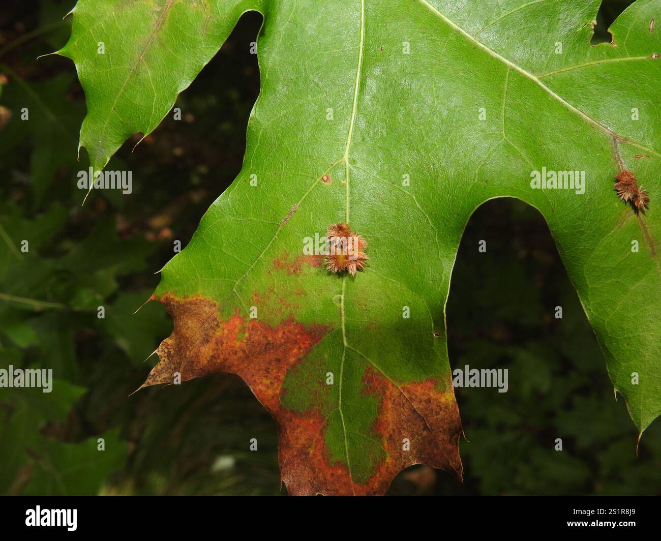Furry Oak Leaf Gall Wasp (Callirhytis furva Stock Photo - Alamy