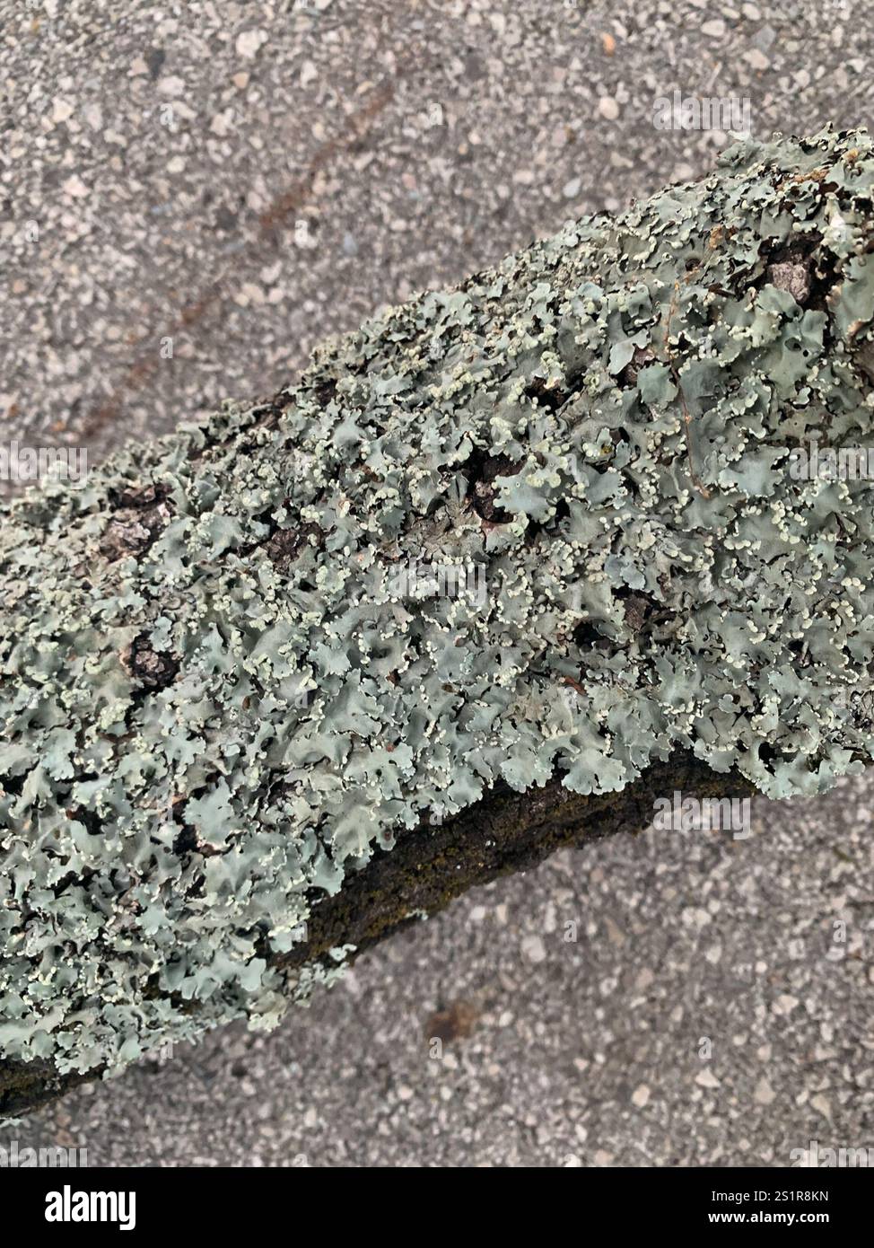 Ruffle Lichens (Parmotrema Stock Photo - Alamy