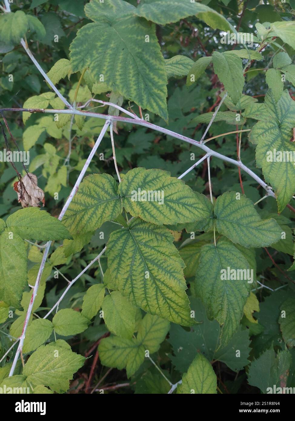 black raspberry (Rubus occidentalis Stock Photo - Alamy