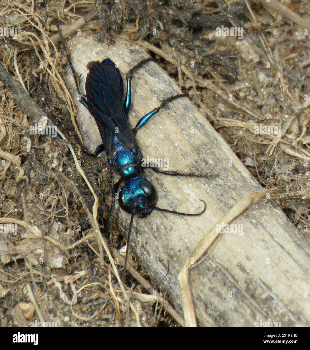 Steel-blue Cricket-hunter Wasp (Chlorion aerarium Stock Photo - Alamy