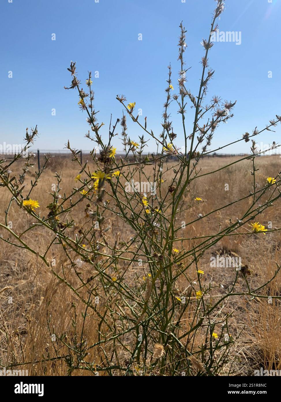 Rush Skeletonweed (Chondrilla juncea Stock Photo - Alamy