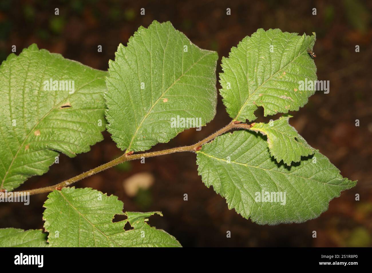 Wych Elm (Ulmus glabra Stock Photo - Alamy