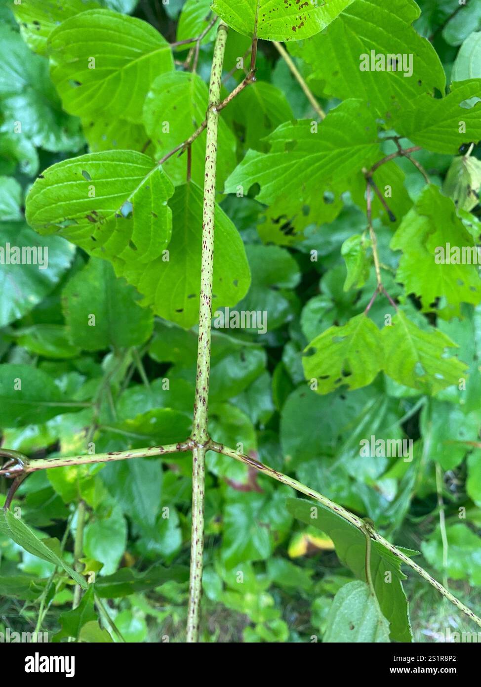 Round-leaved Dogwood (Cornus rugosa Stock Photo - Alamy