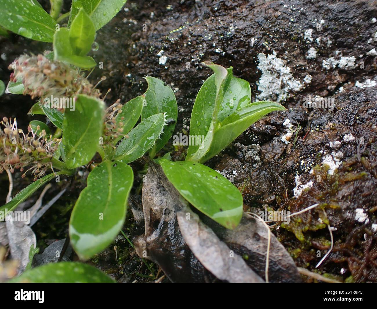 arctic willow (Salix arctica Stock Photo - Alamy