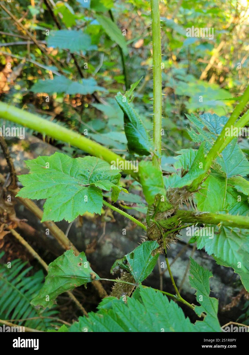 Devil's Club (Oplopanax horridus Stock Photo - Alamy