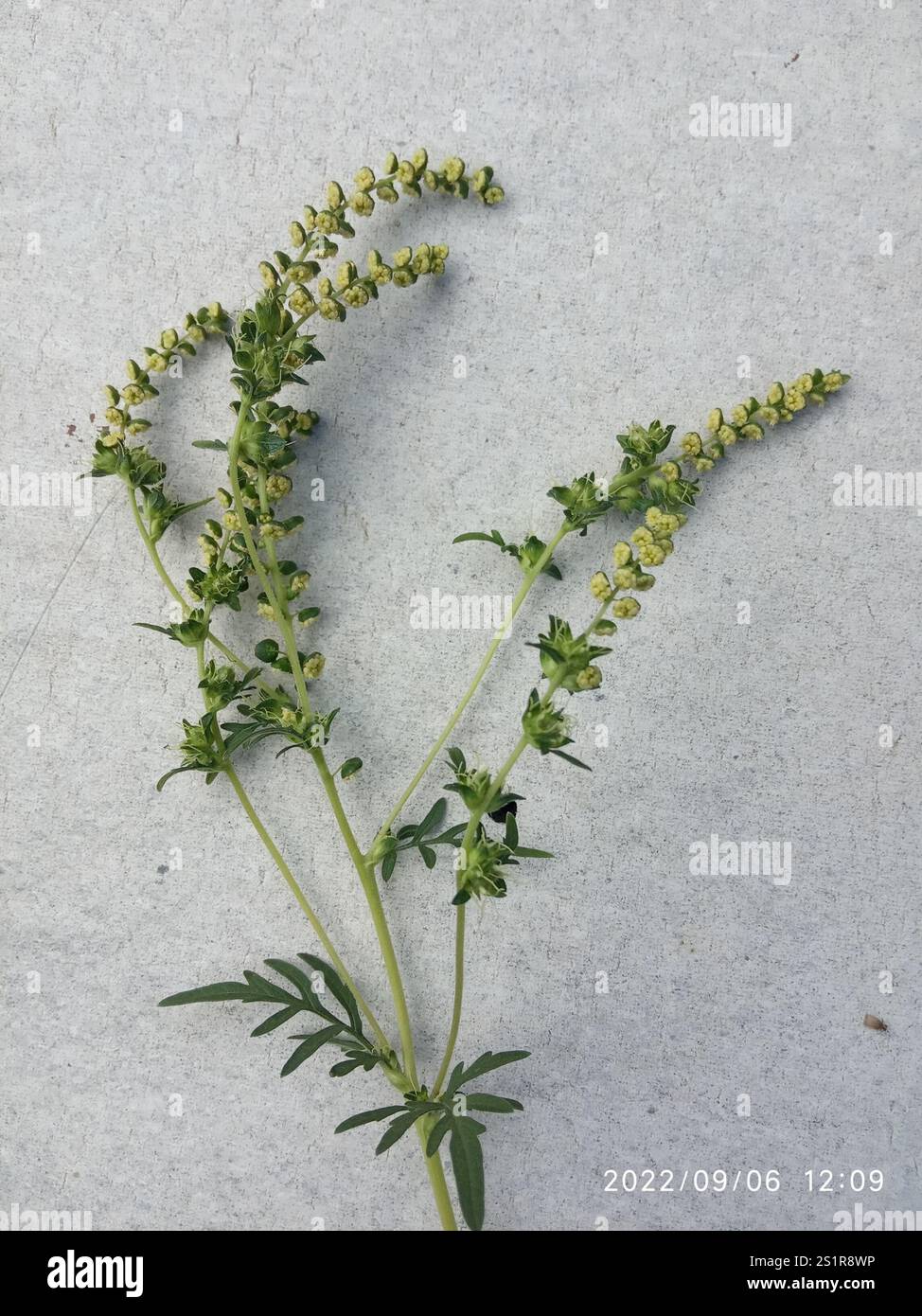 common ragweed (Ambrosia artemisiifolia Stock Photo - Alamy