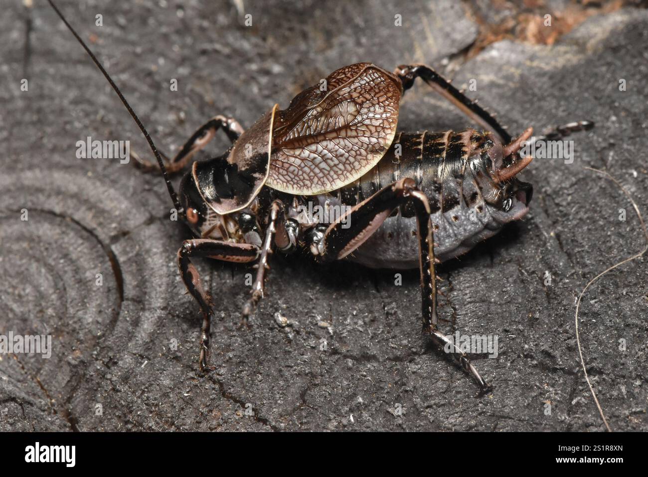 Great Grig (Cyphoderris monstrosa Stock Photo - Alamy
