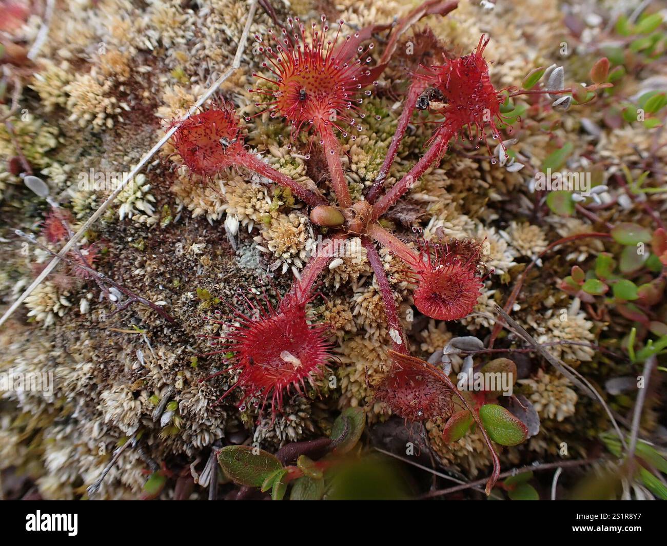 round-leaved sundew (Drosera rotundifolia Stock Photo - Alamy
