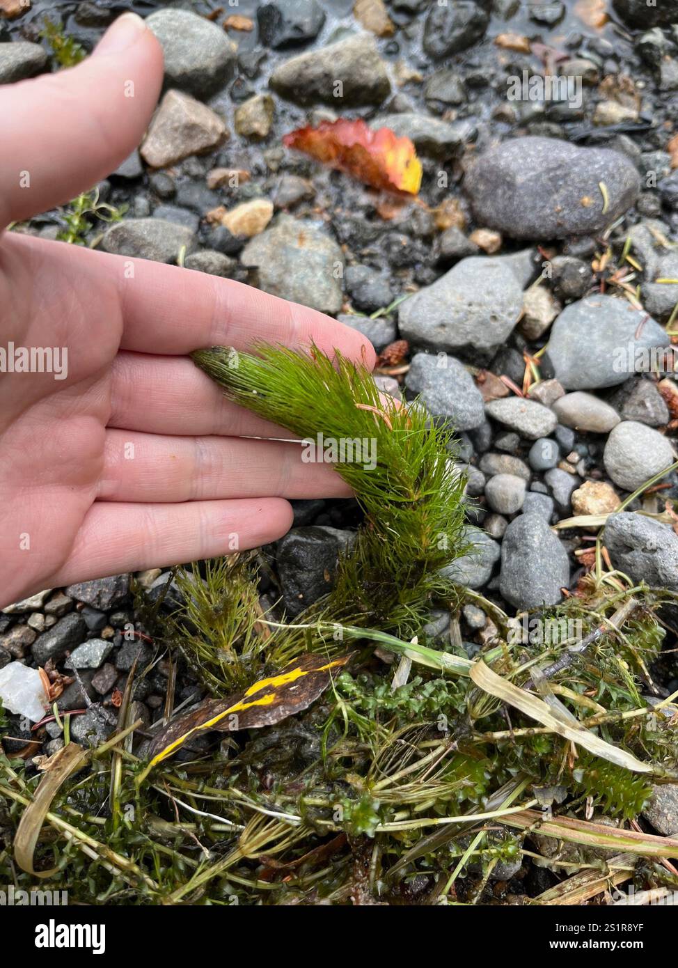 coontail (Ceratophyllum demersum Stock Photo - Alamy