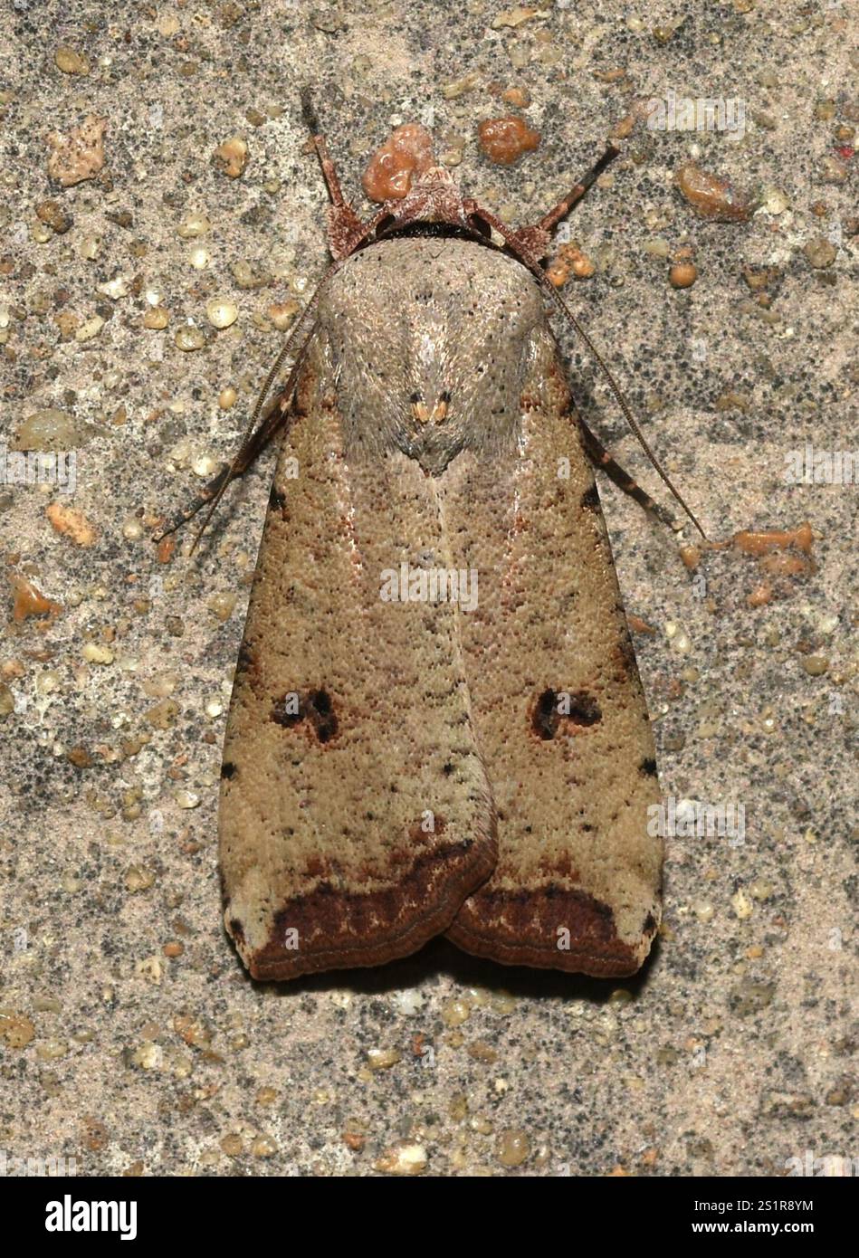 Green Cutworm Moth (Anicla infecta Stock Photo - Alamy