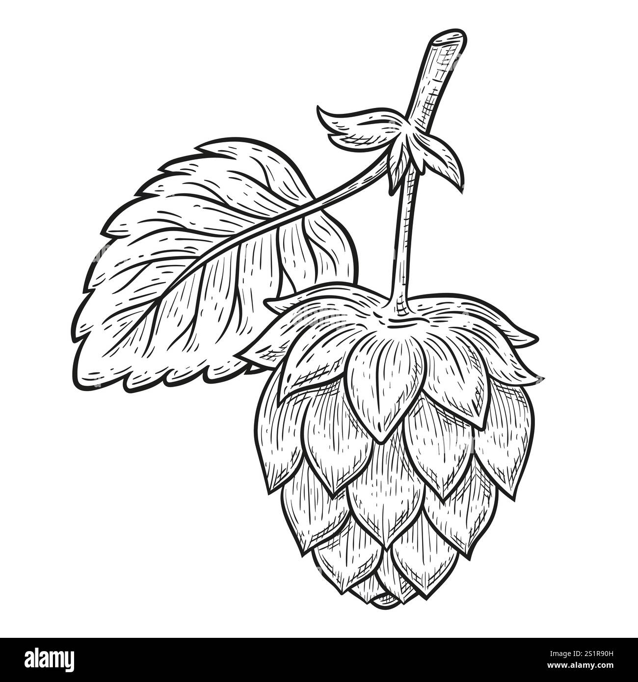 Hops cone plant for beer brewing, Humulus lupulus branch with seed ...
