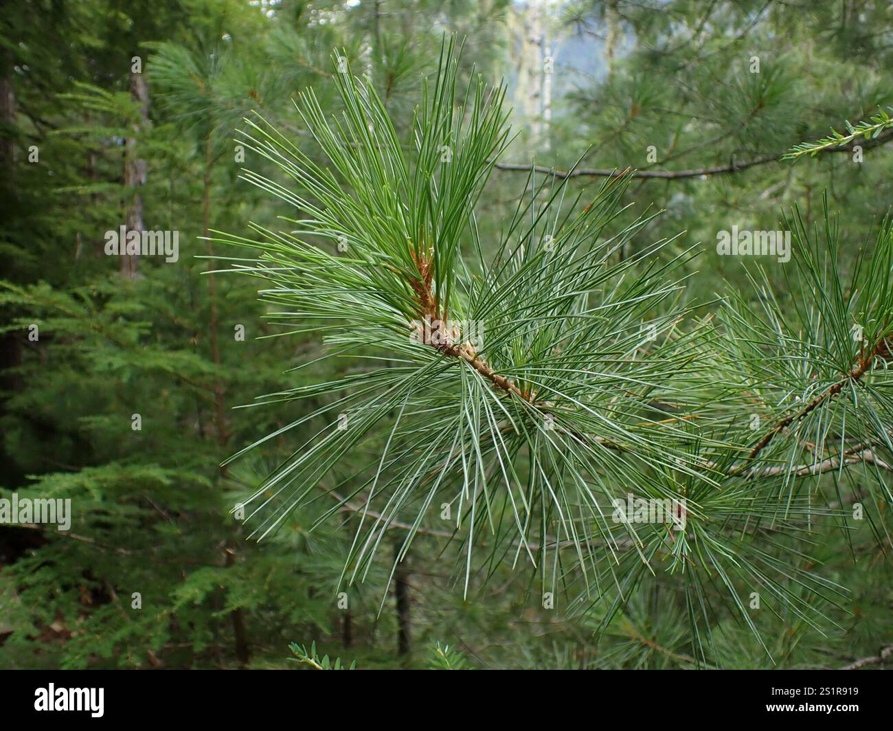 western white pine (Pinus monticola Stock Photo - Alamy