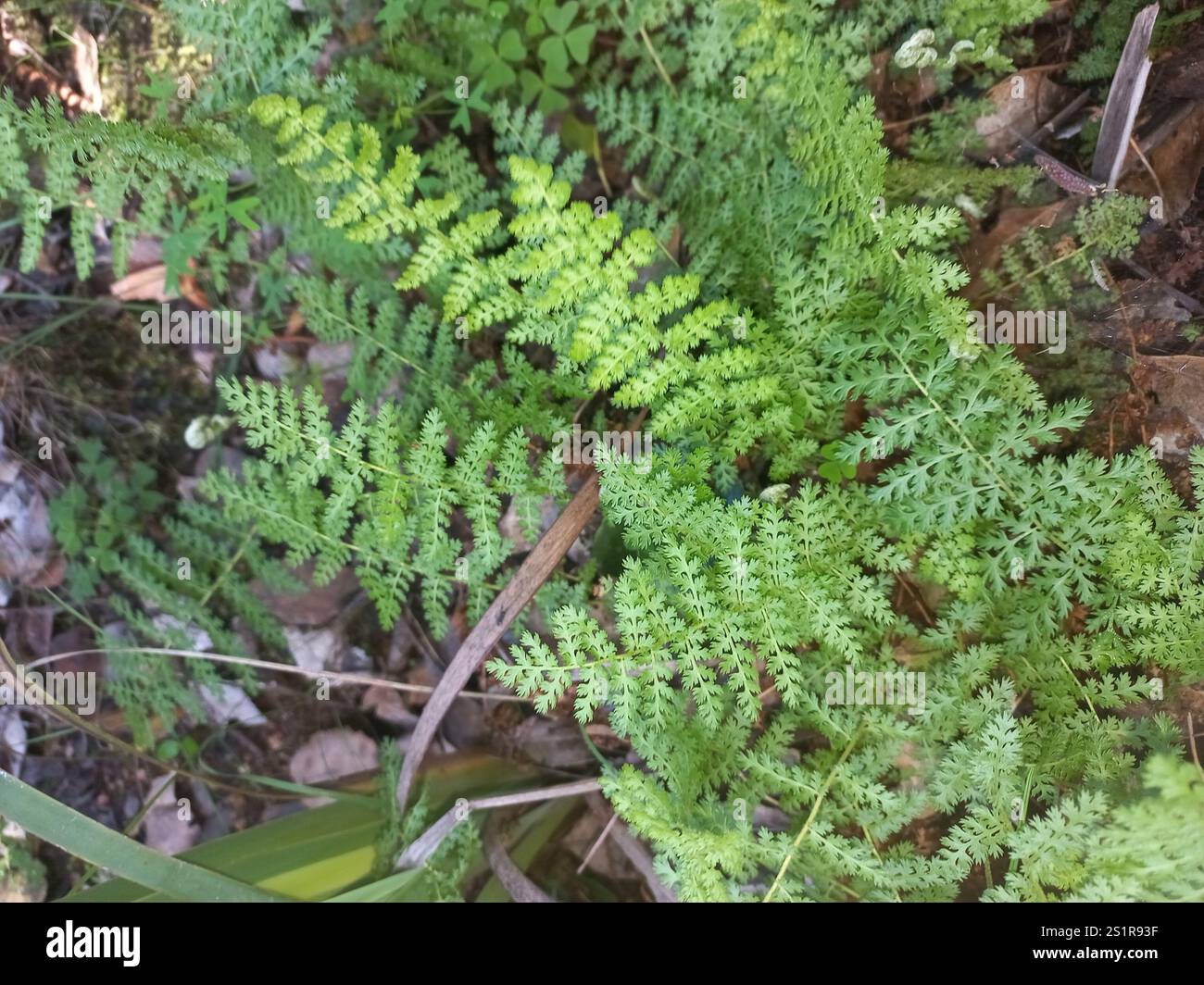 Scented Fern (Anemia afrorum Stock Photo - Alamy