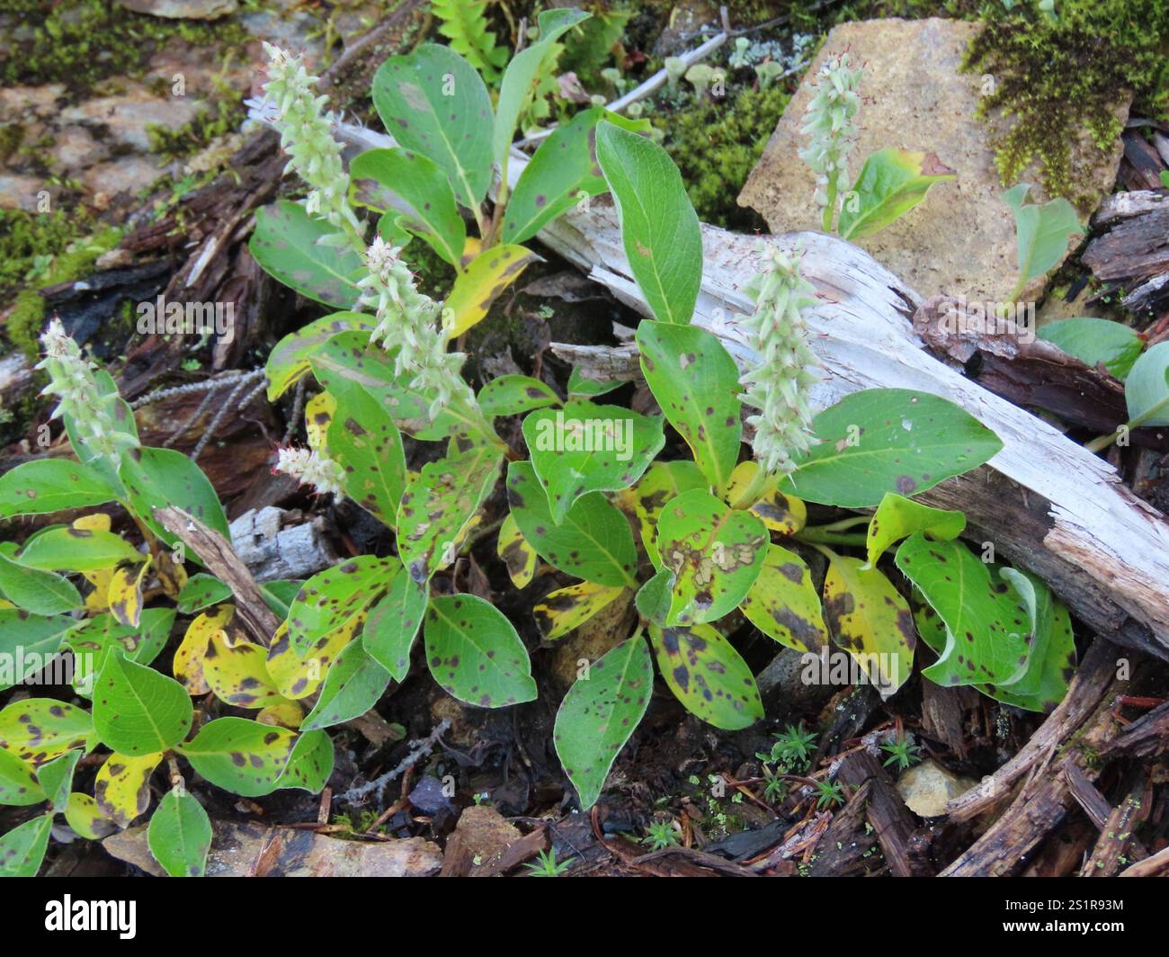 arctic willow (Salix arctica Stock Photo - Alamy