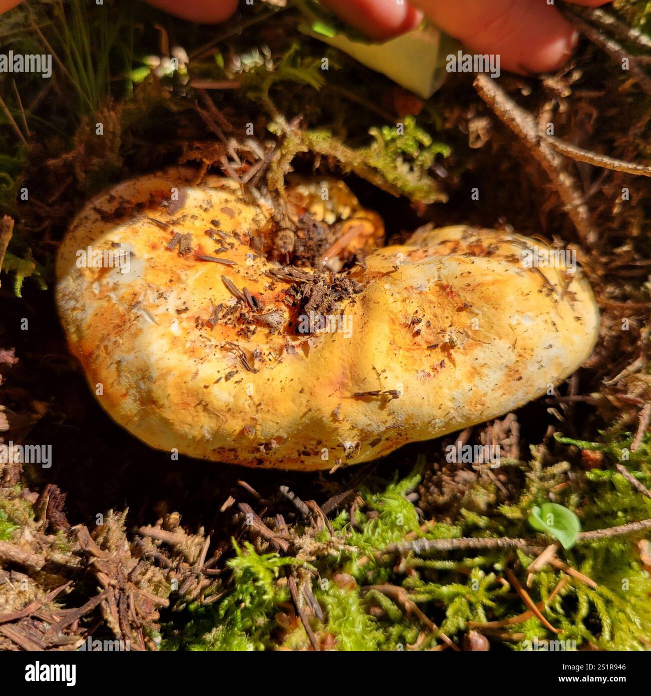 lobster mushroom (Hypomyces lactifluorum Stock Photo - Alamy