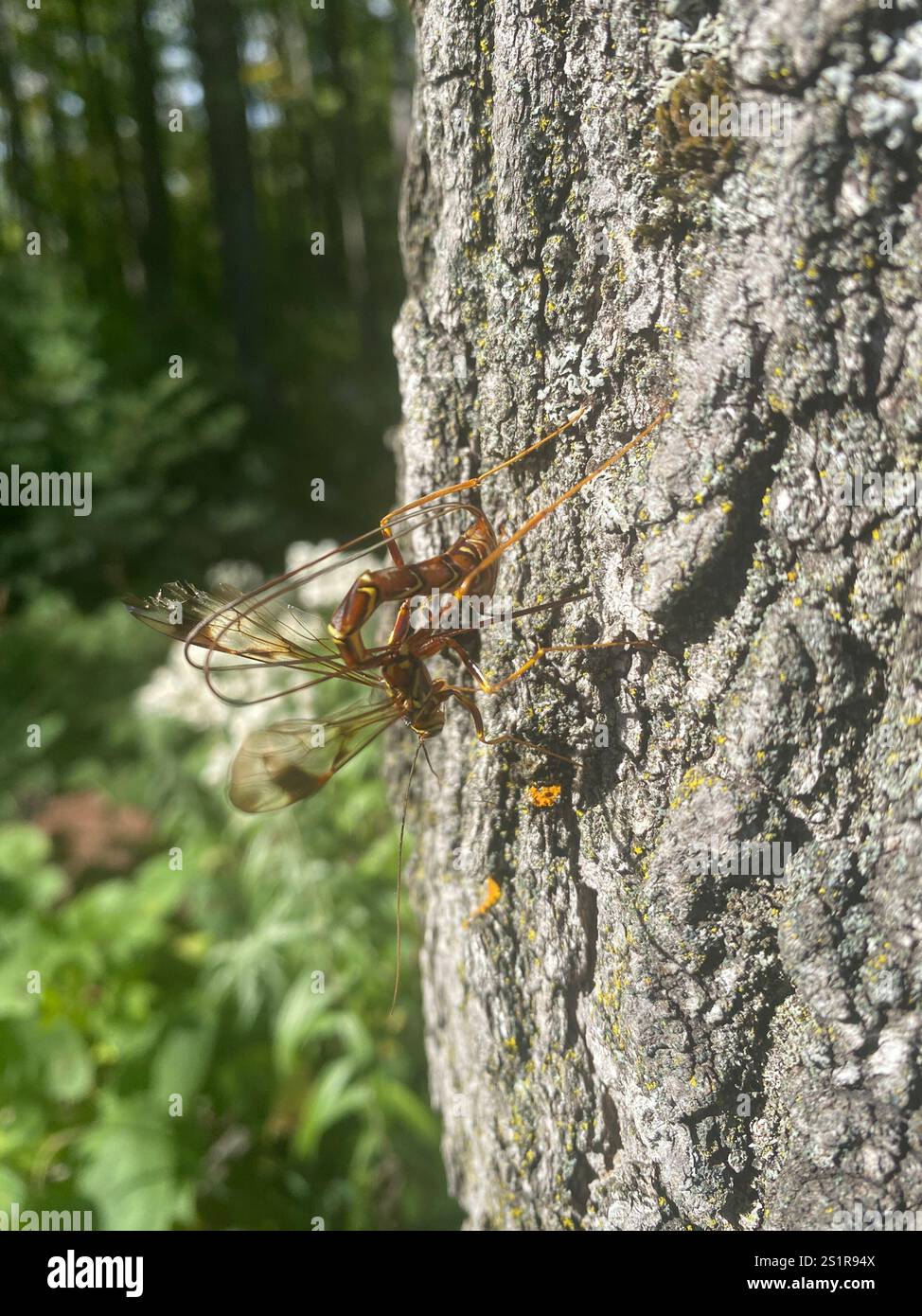 Long-tailed Giant Ichneumonid Wasp (Megarhyssa macrurus macrurus Stock ...