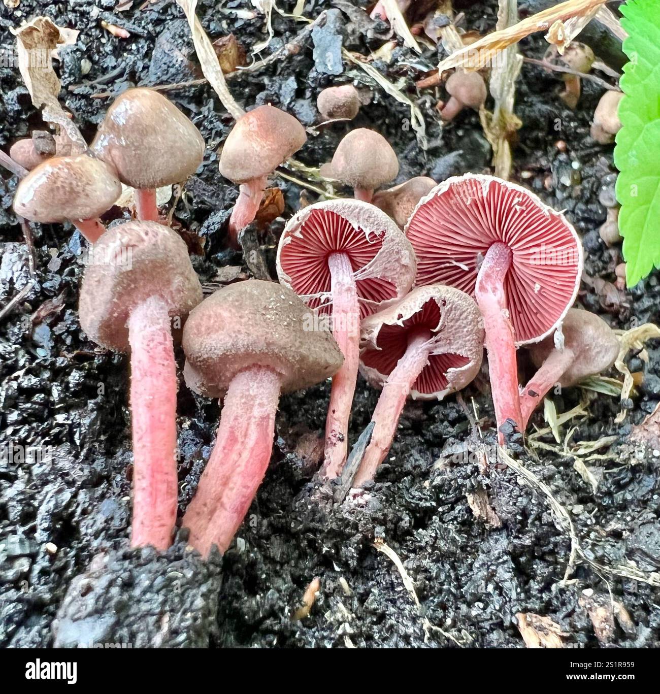 redspored dapperling (Melanophyllum haematospermum Stock Photo - Alamy