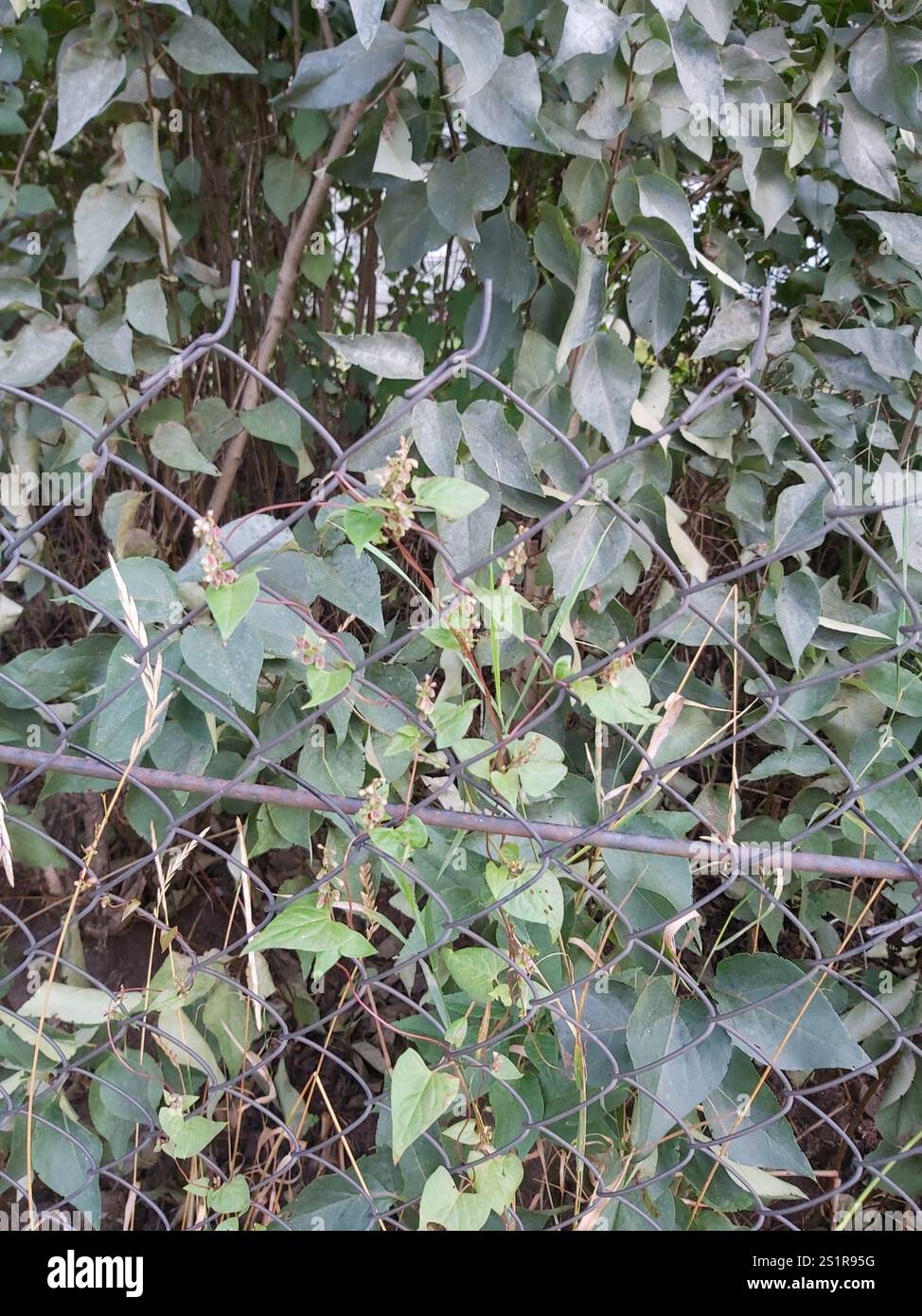 Copse-bindweed (Fallopia dumetorum Stock Photo - Alamy