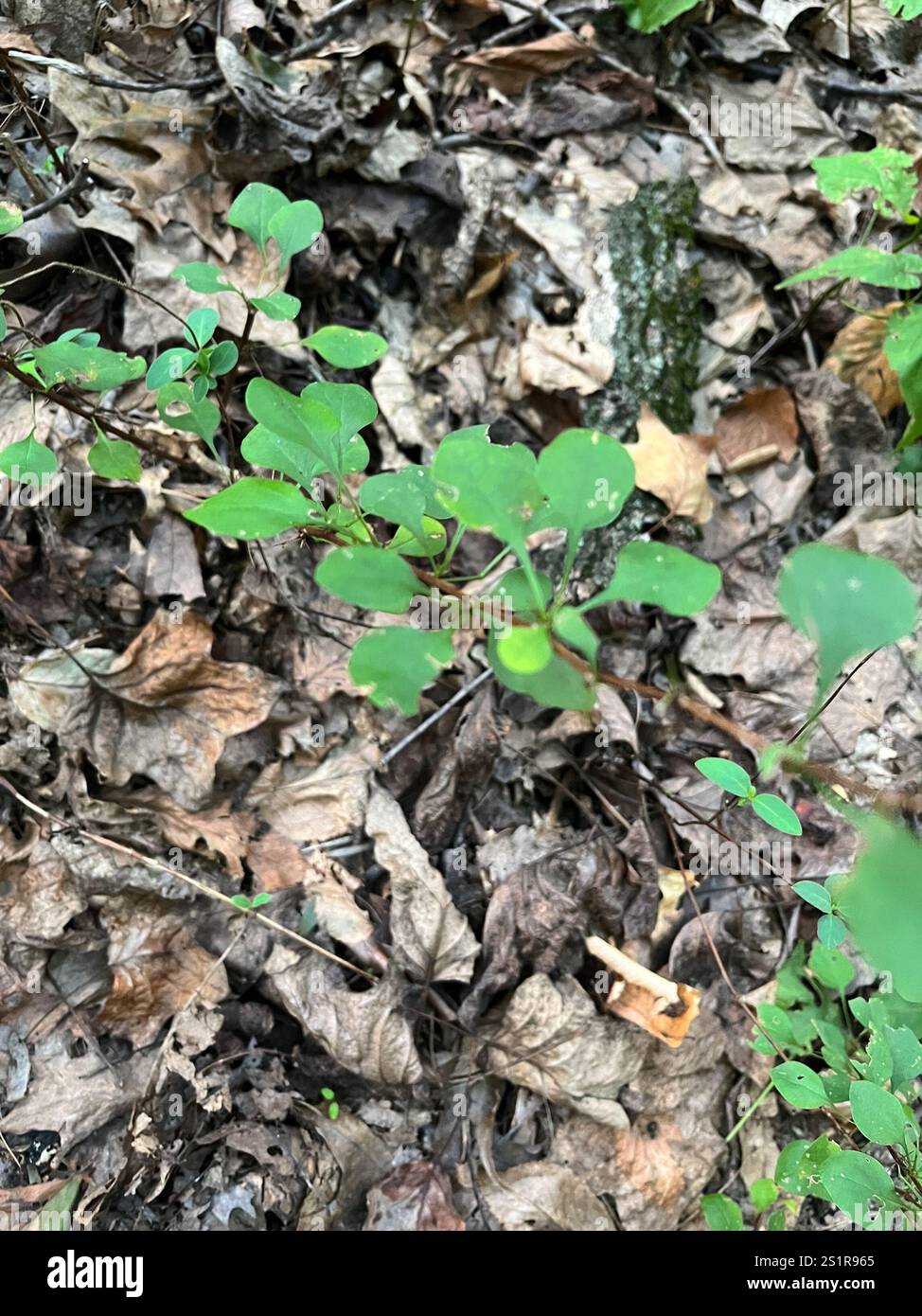 Japanese barberry (Berberis thunbergii Stock Photo - Alamy