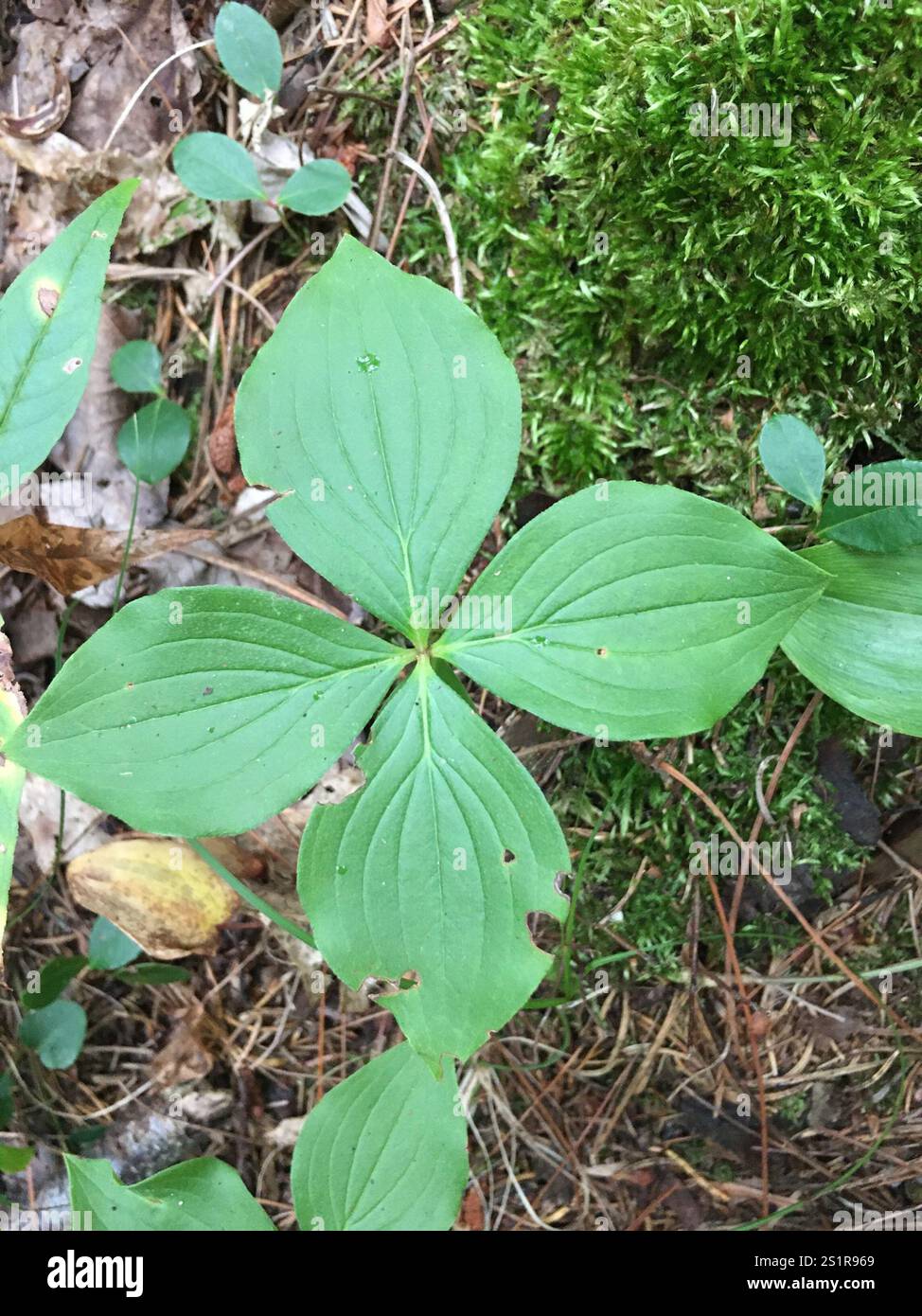 Canadian bunchberry (Cornus canadensis Stock Photo - Alamy