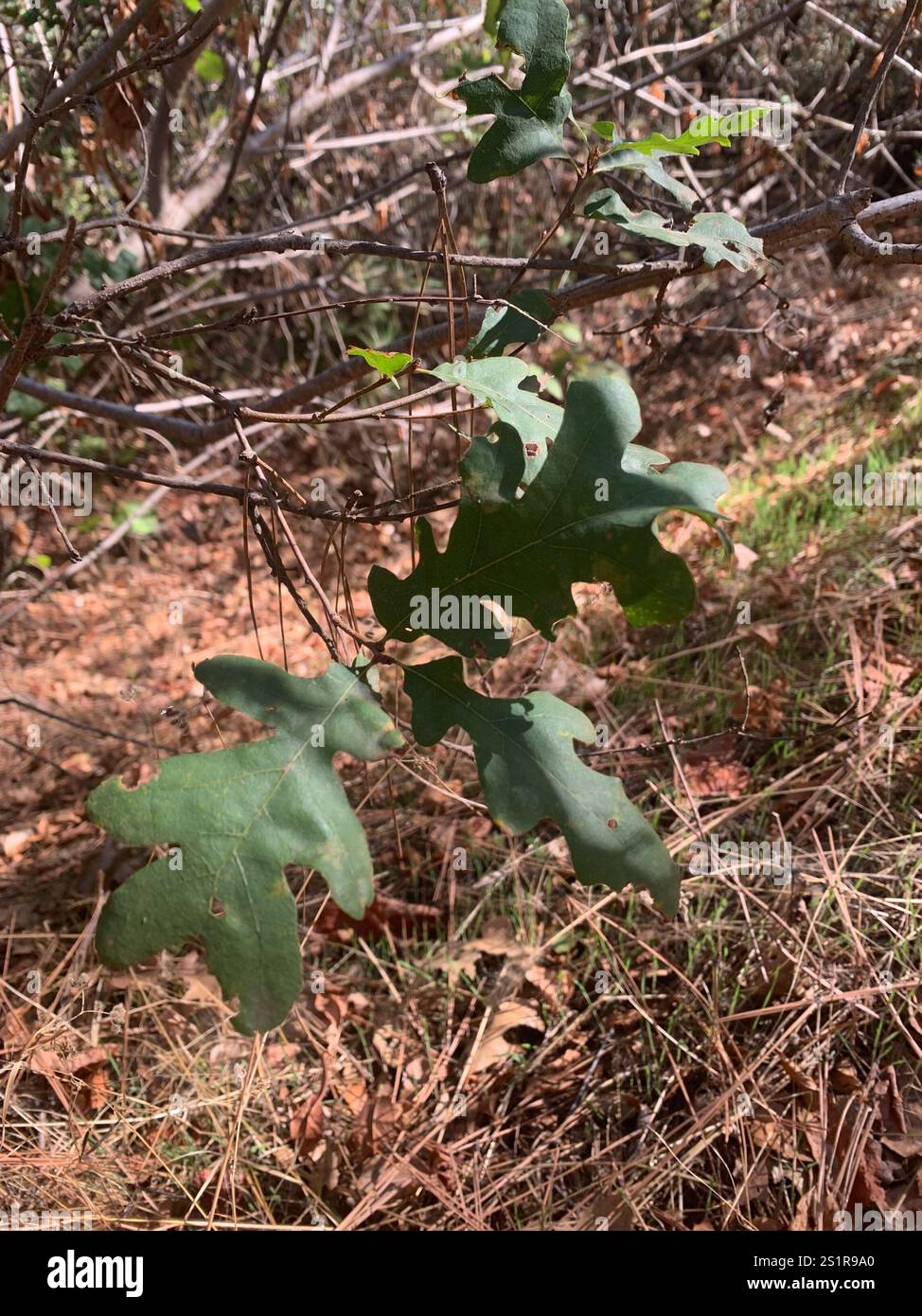 valley oak (Quercus lobata Stock Photo - Alamy