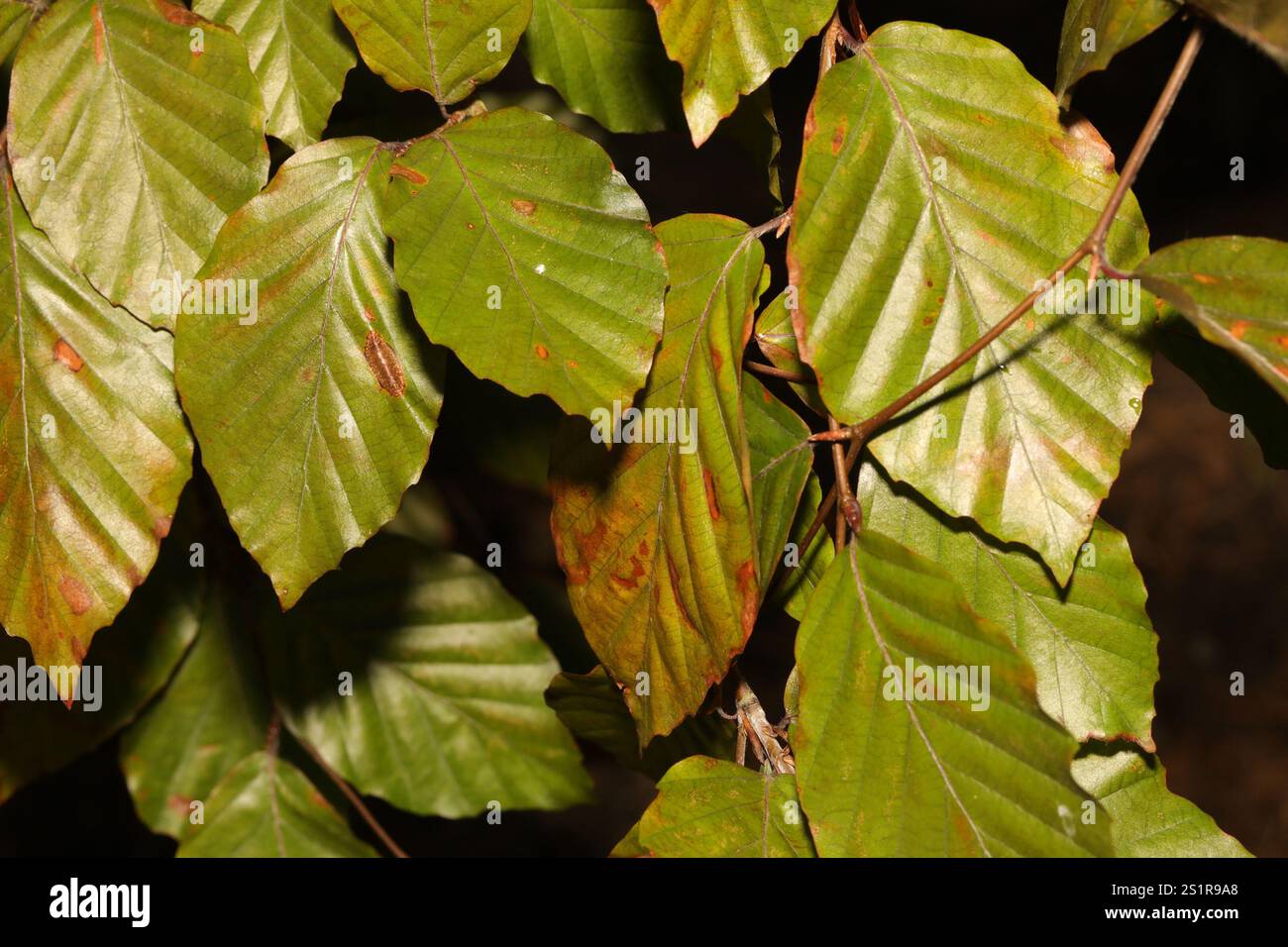 European beech (Fagus sylvatica Stock Photo - Alamy